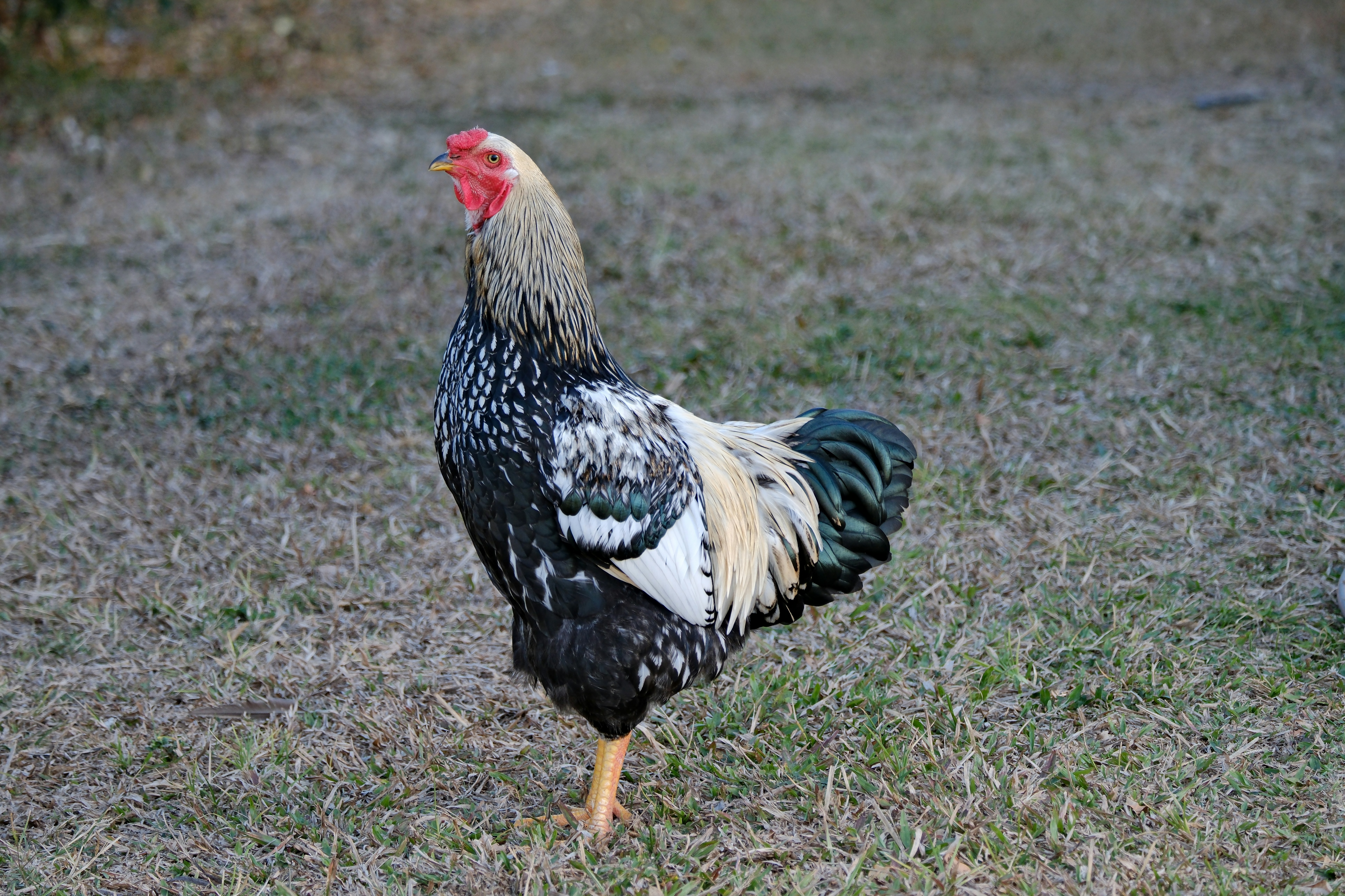 Luminous Rooster on A Grass-Textured Stage
