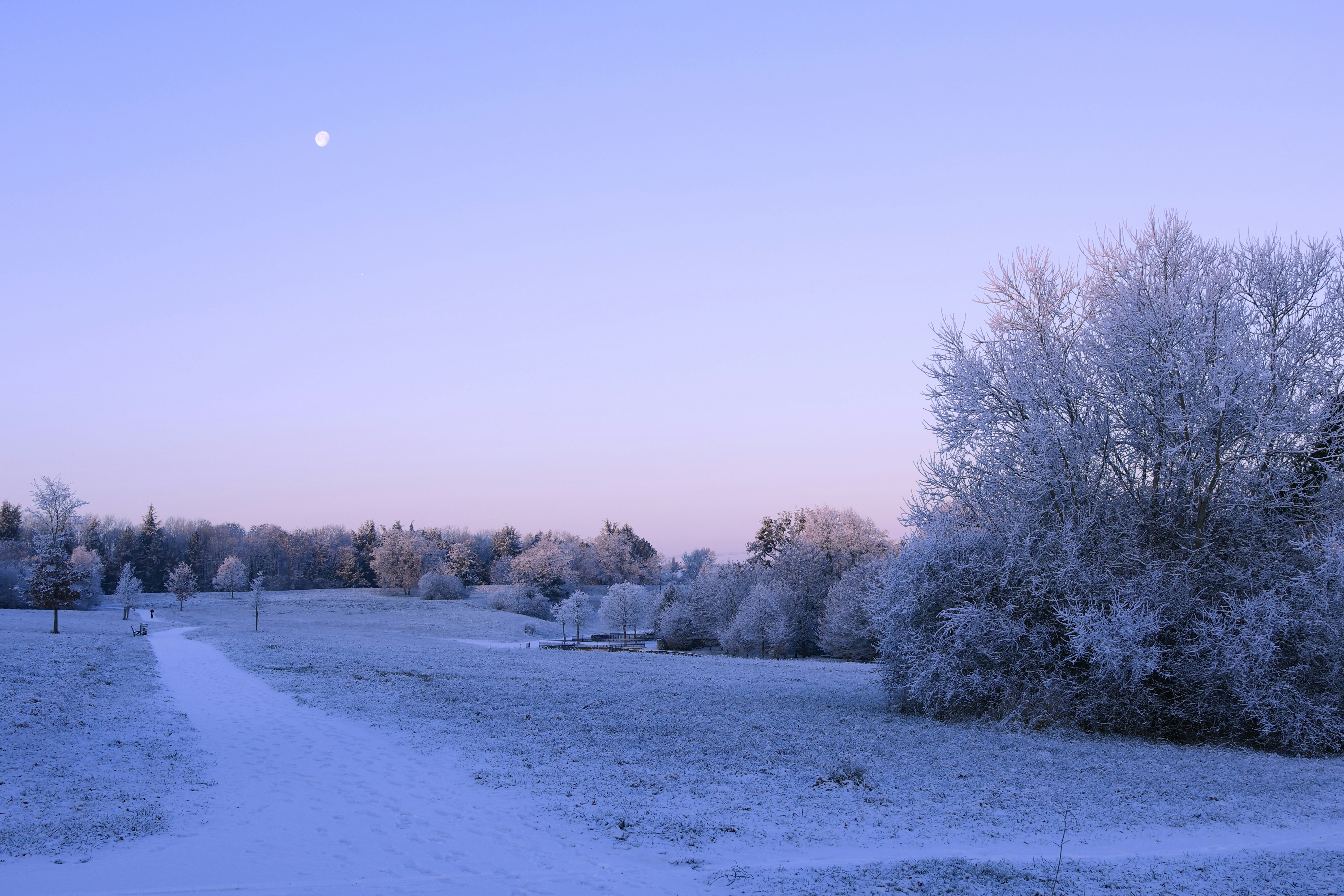 Moonlit Winter Pathway under Frosted Trees