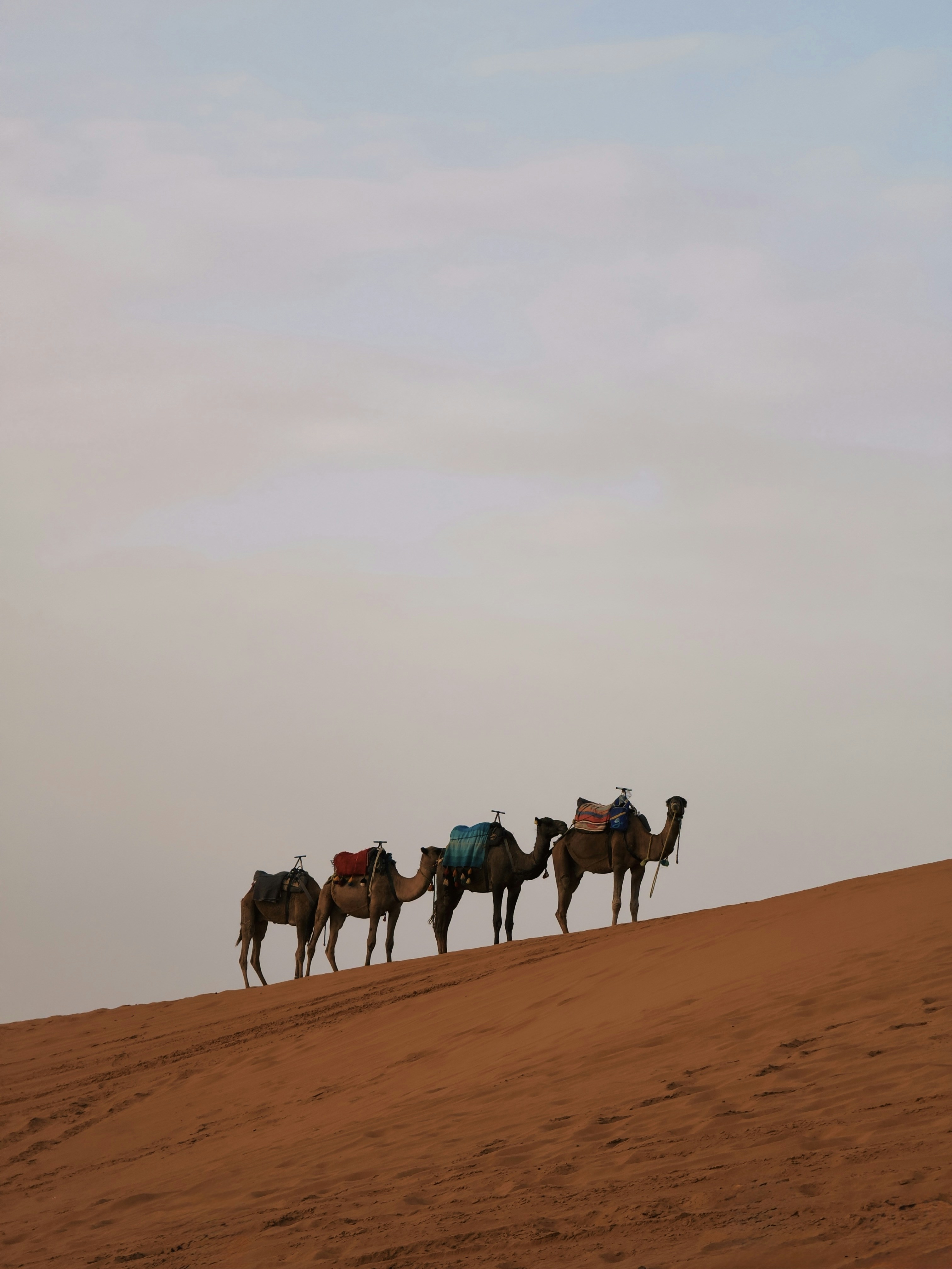 Dromedary Caravan Trudges Across a Dune at Sunset