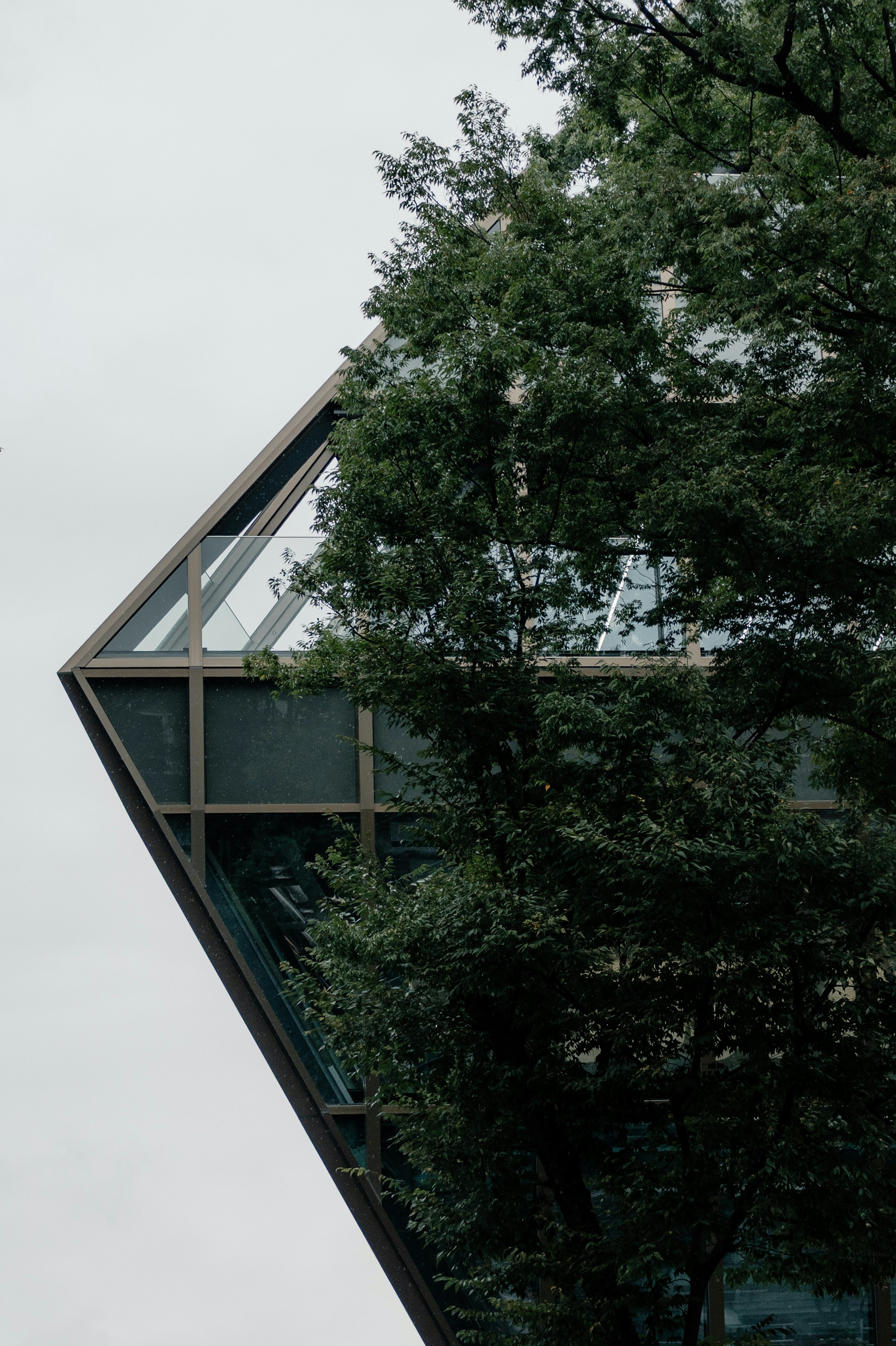 A modern architectural glass facade peeks from behind a dense, leafy tree, with the diagonal edge of the building forming a sharp, angular profile against a pale sky.
