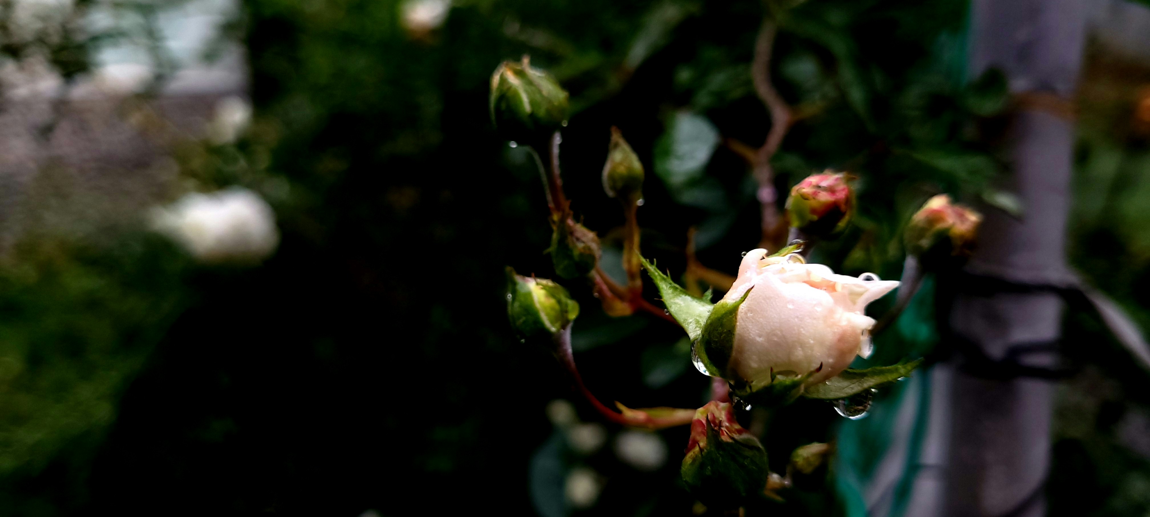 Close-up of a pale rosebud with dewdrops against a blurred garden background. The composition emphasizes the bud and unopened petals as the focal point.