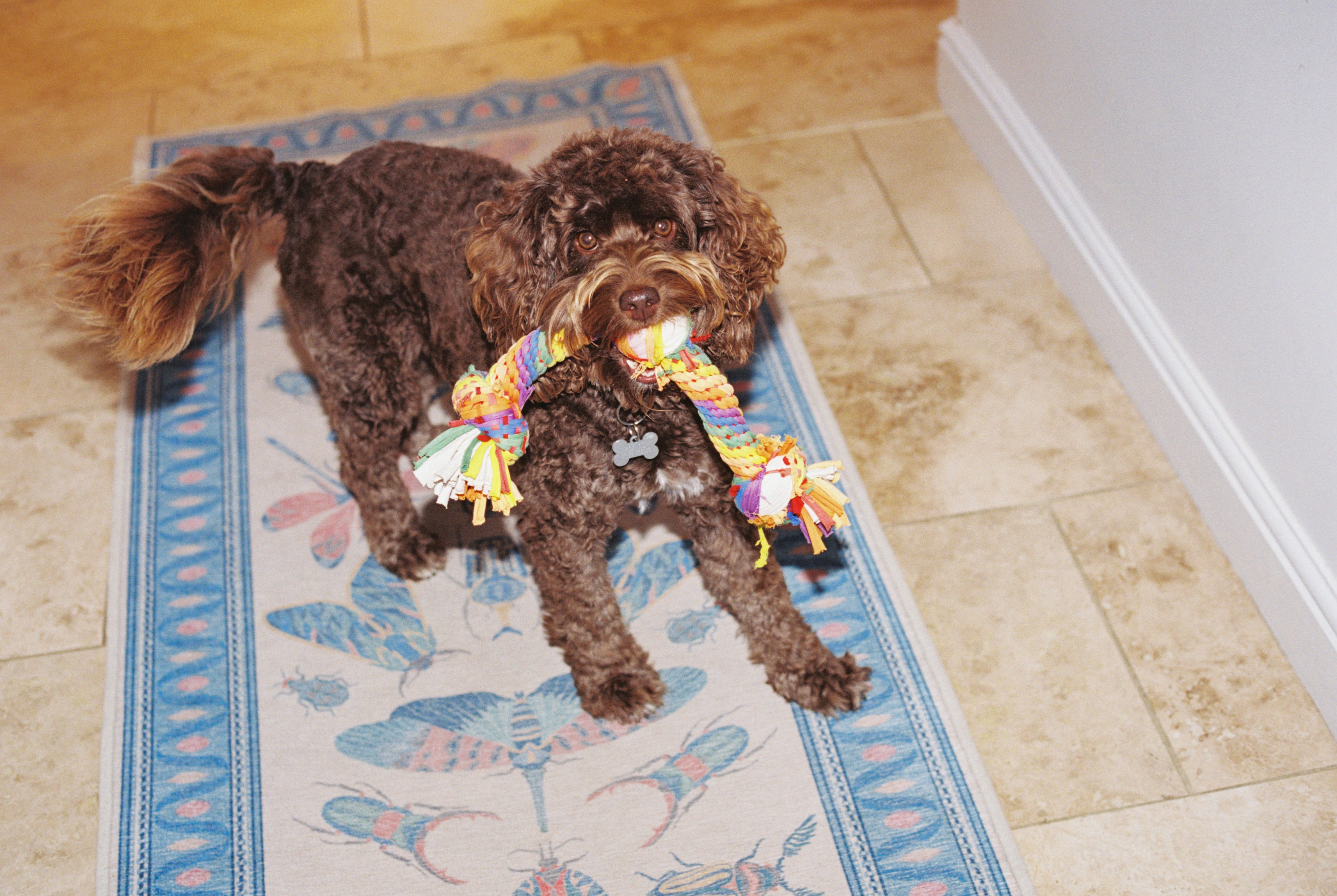 Frisky Toy-Grabber: A Brown Poodle mid-play on a patterned rug