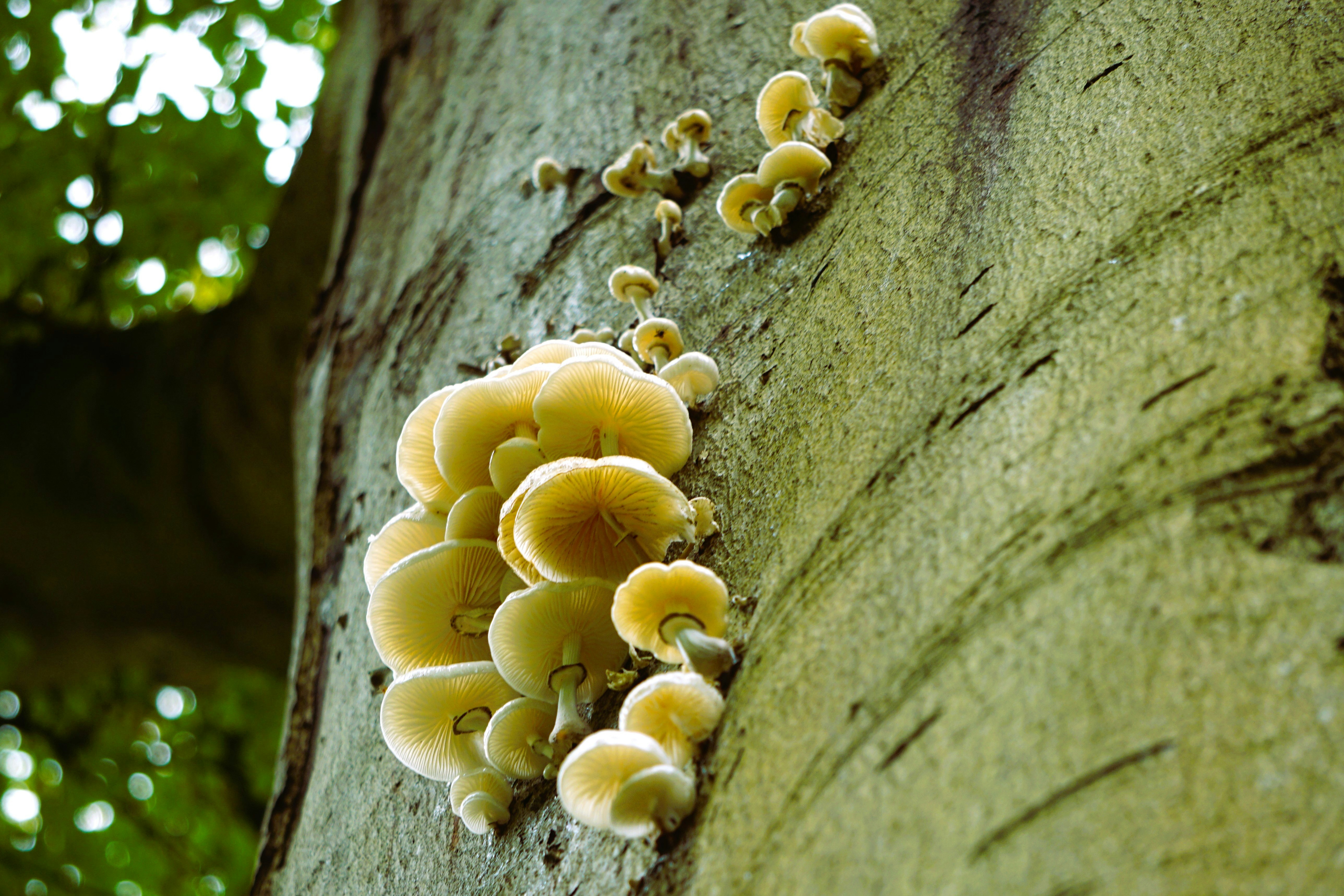Golden Shelf Fungi Clusters Clinging to Mossy Tree Bark