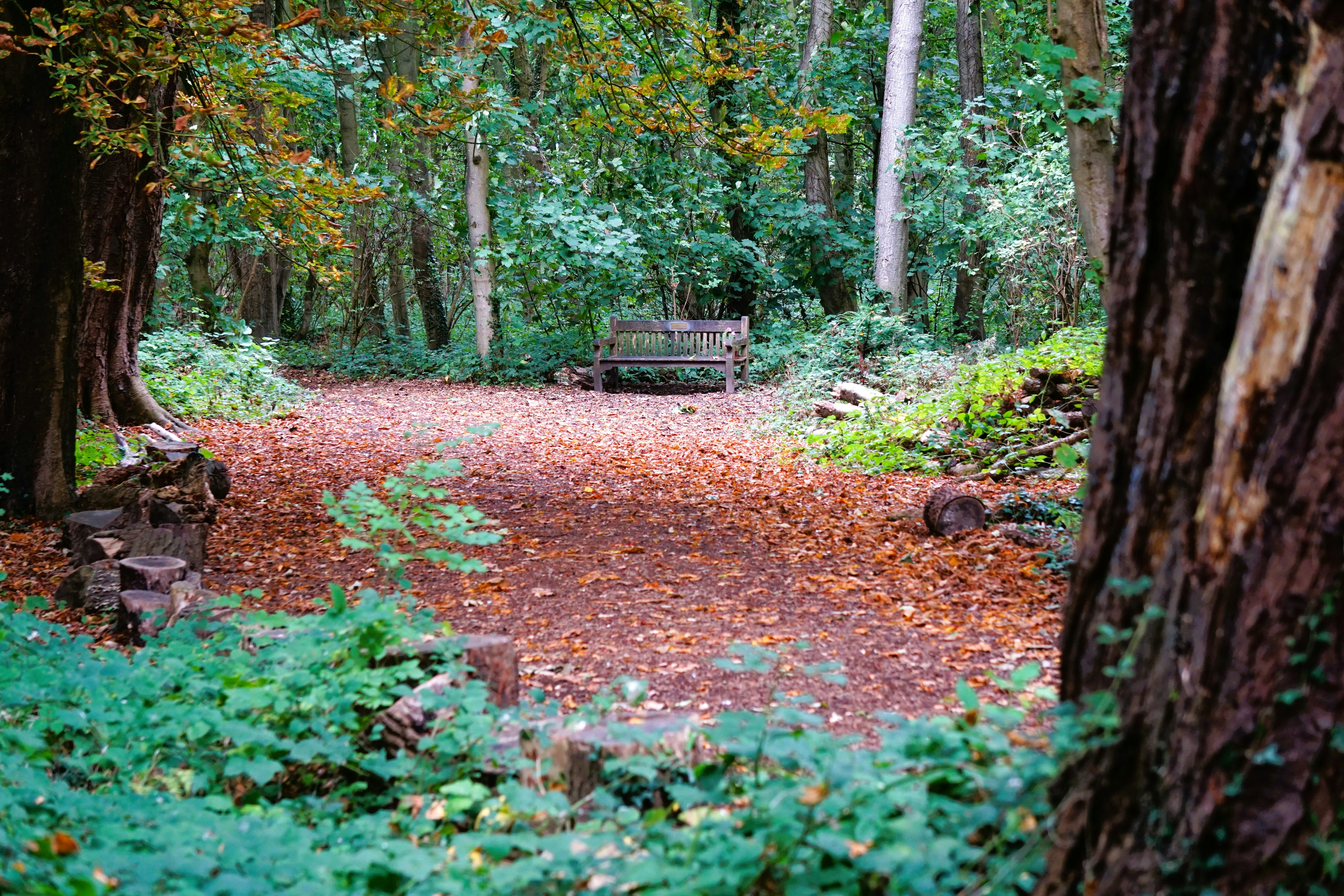 Autumn Quiet: A Benched Path Through the Forest
