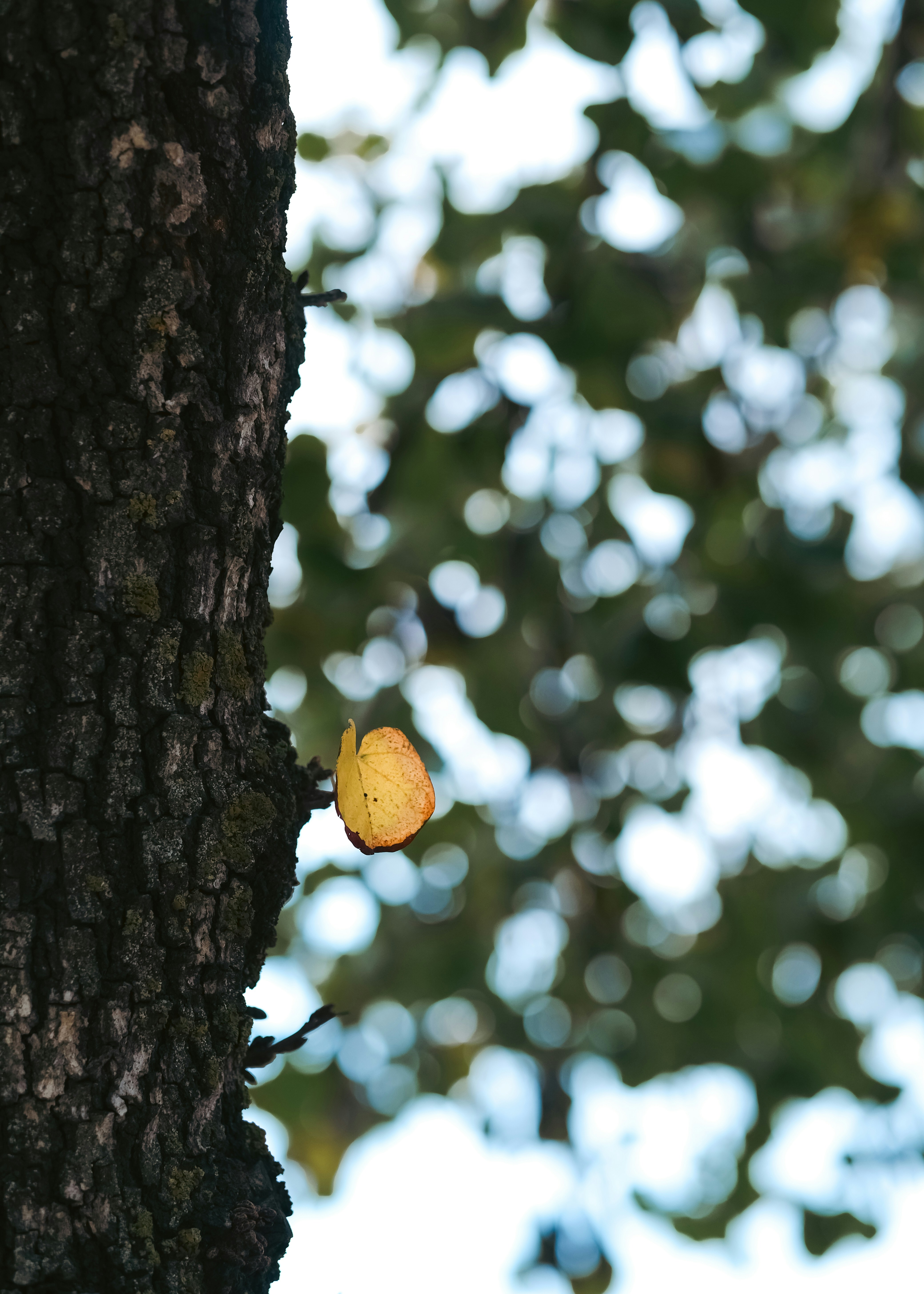 Leafy Golden Accent: A lone leaf clings to the tree trunk