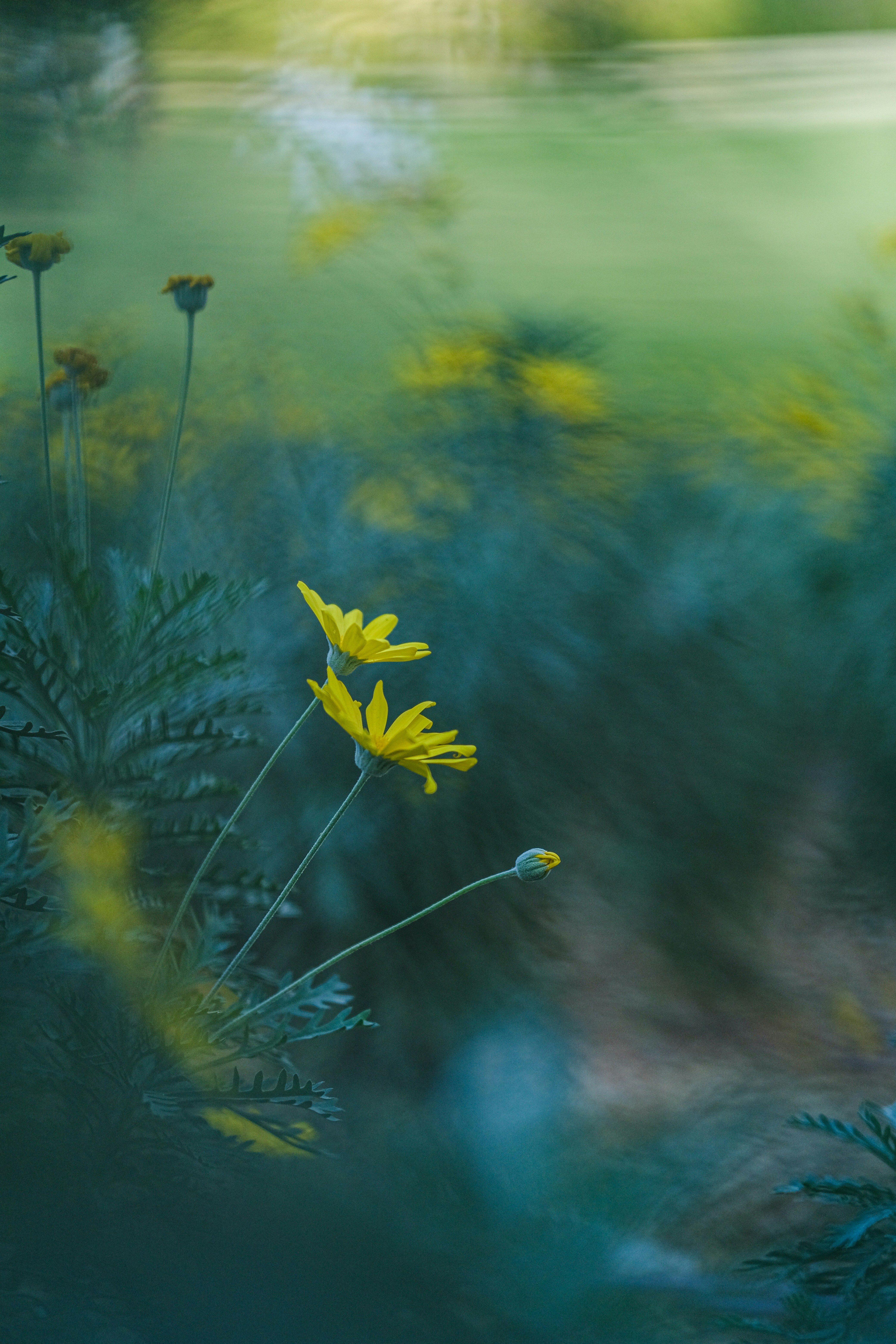 Yellow daisies reach toward a sunlit blurred meadow