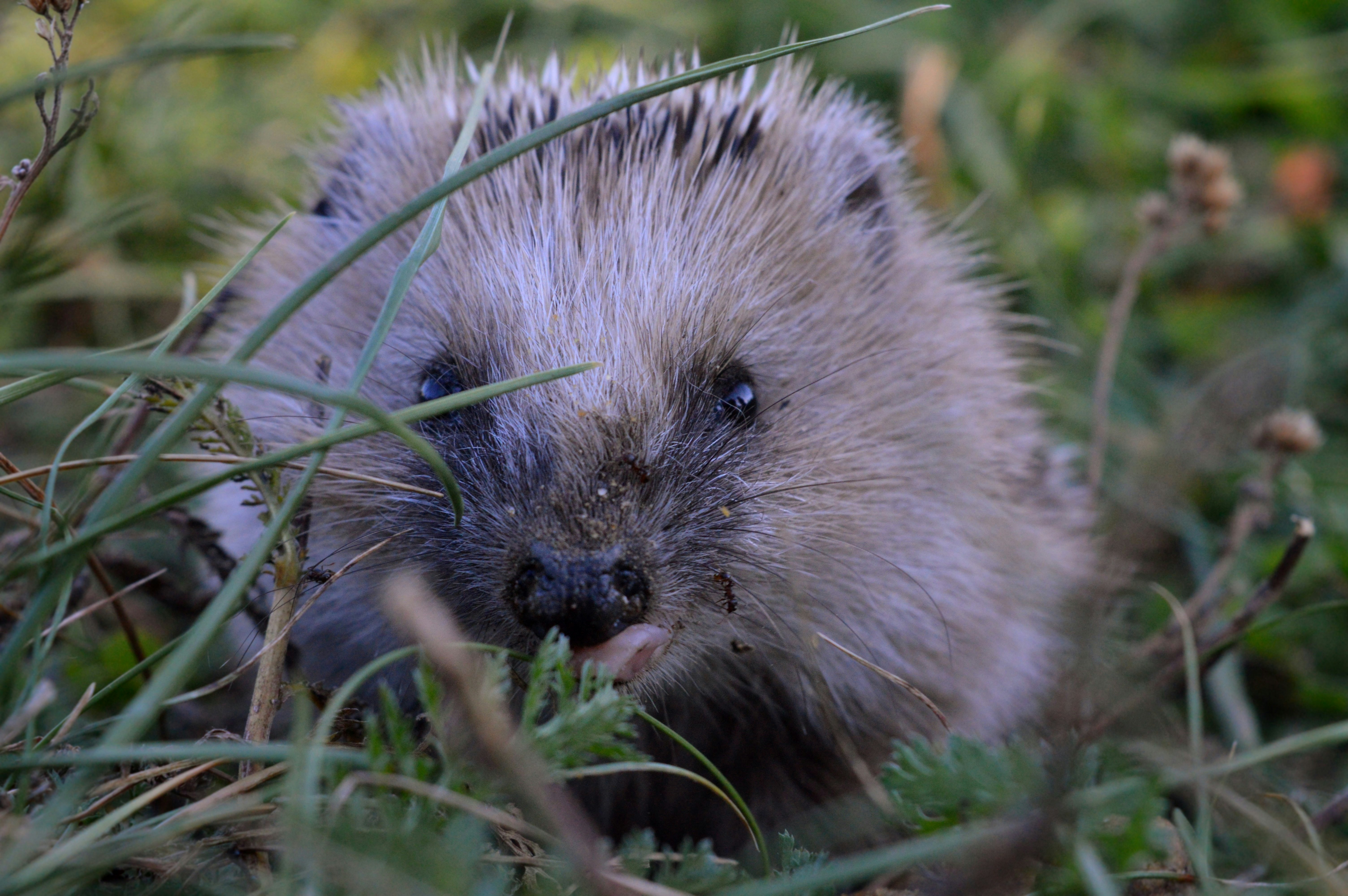 Close-up of a hedgehog nestled among grass and foliage, face and eyes softly in focus with a muted natural background. Identifies the animal in its natural habitat.