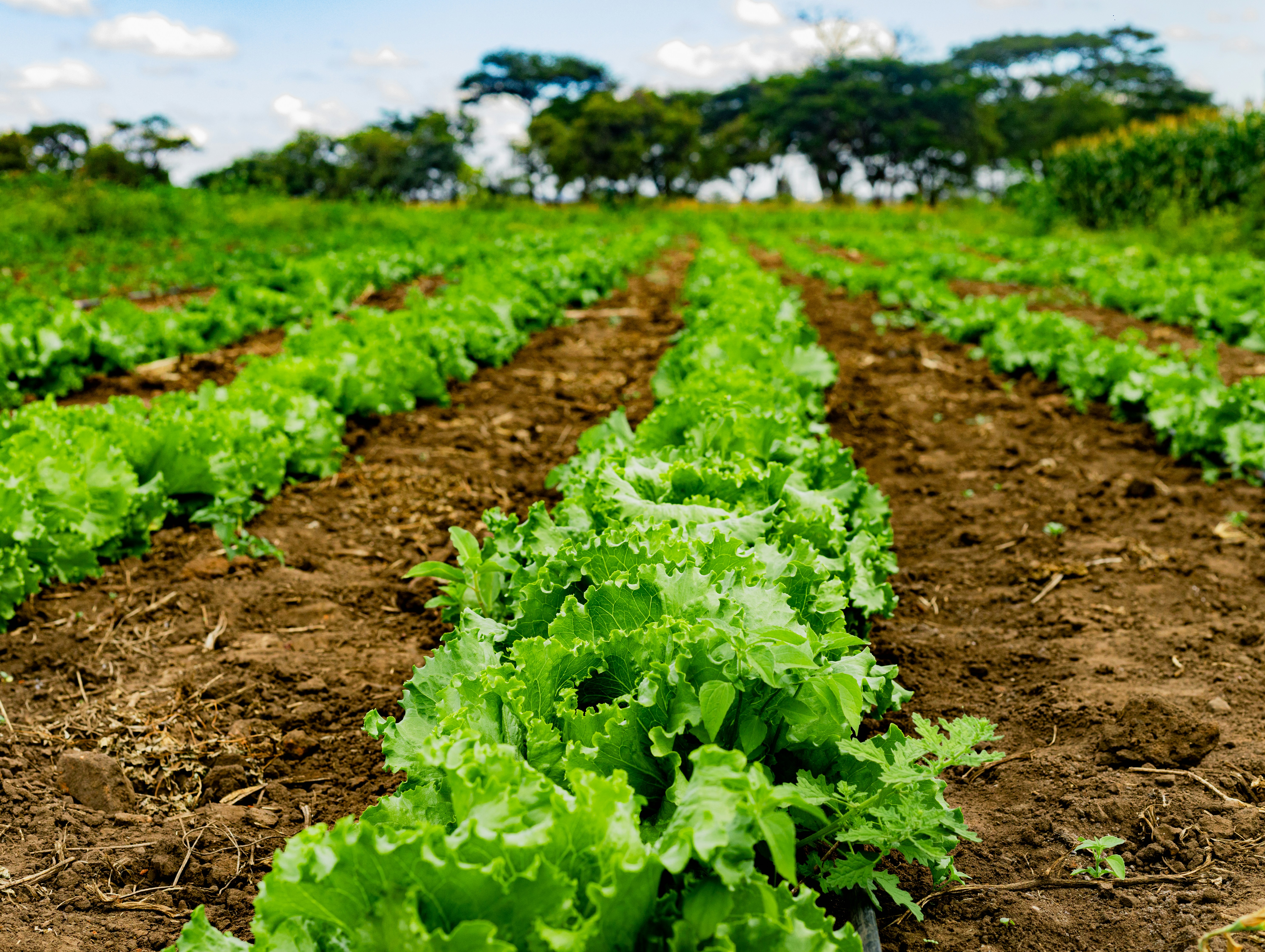 Rows of Crisp Lettuce Stretch into a Green Horizon