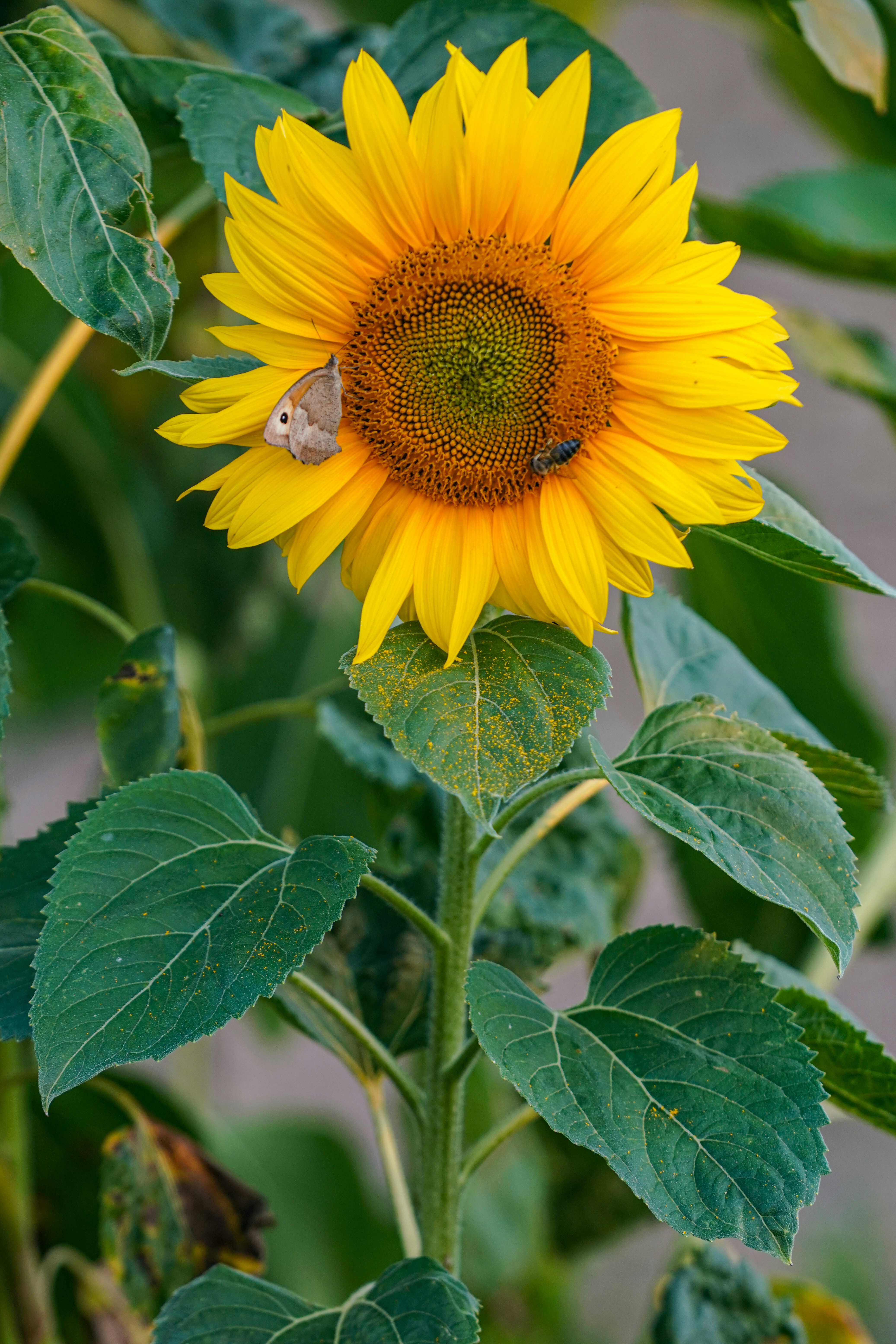 Sunlit Center: A sunflower in bloom with a delicate moth and a beetle