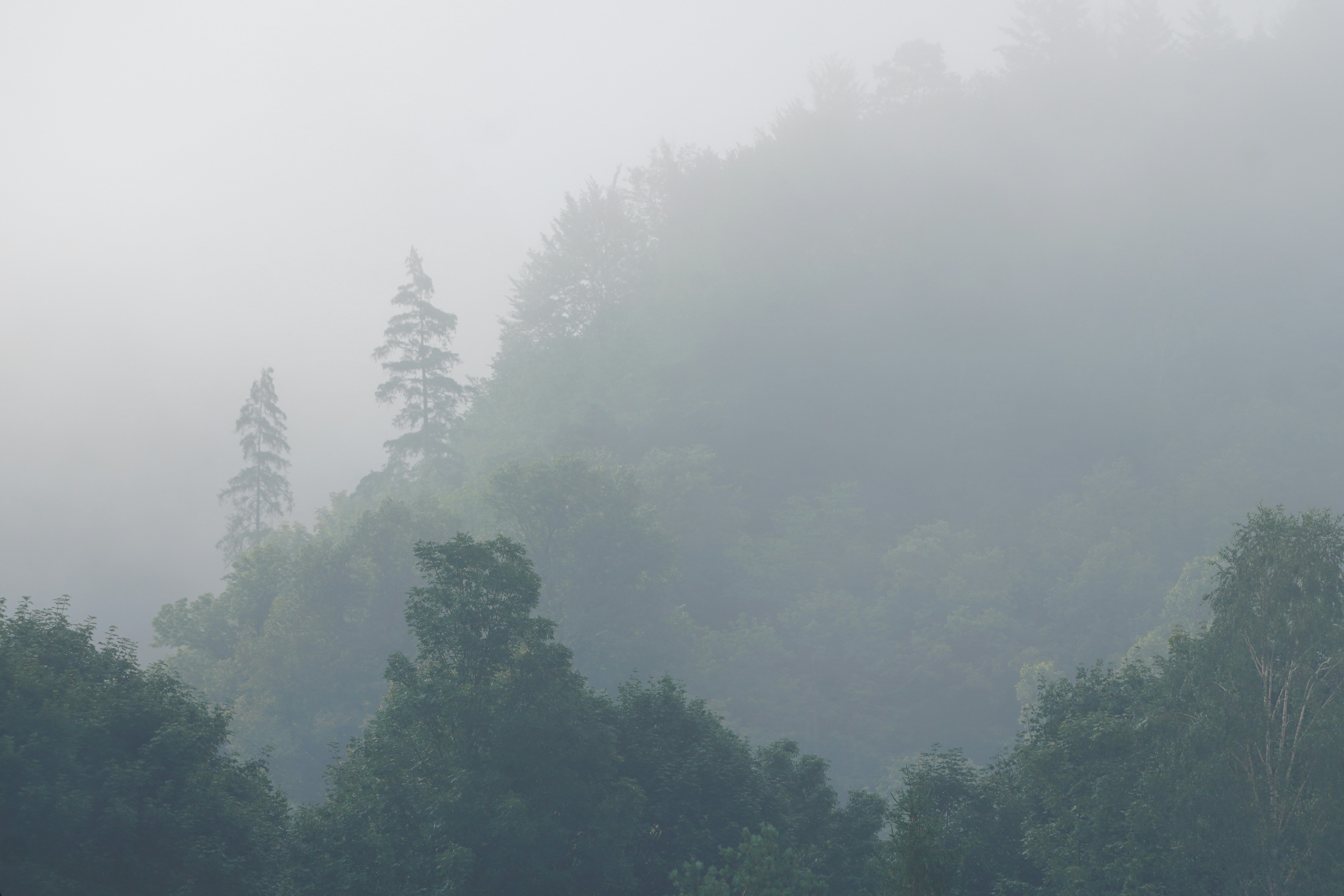 Mist-Shrouded Forest Crest