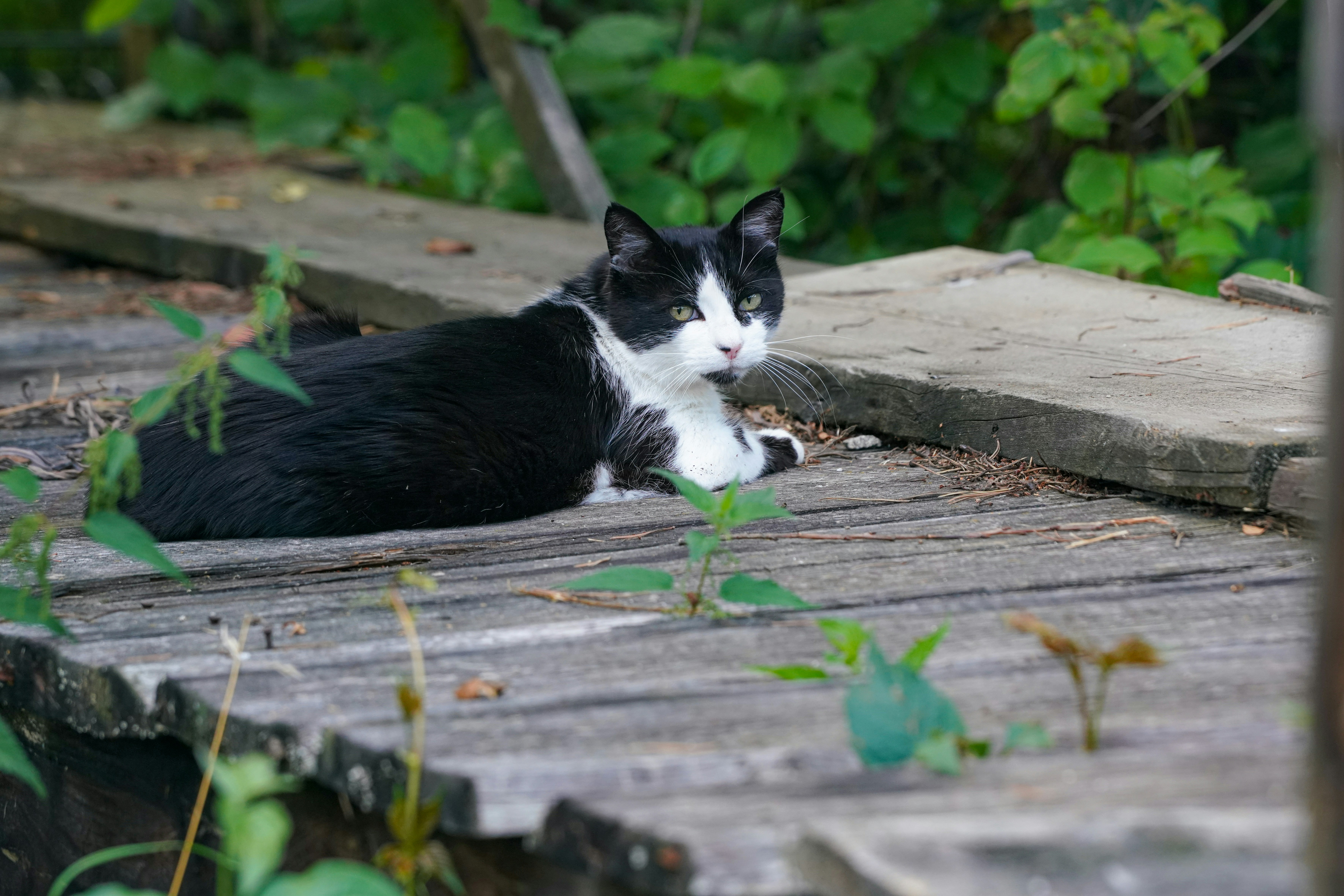 Black-and-White Cat Resting on Weathered Wooden Steps