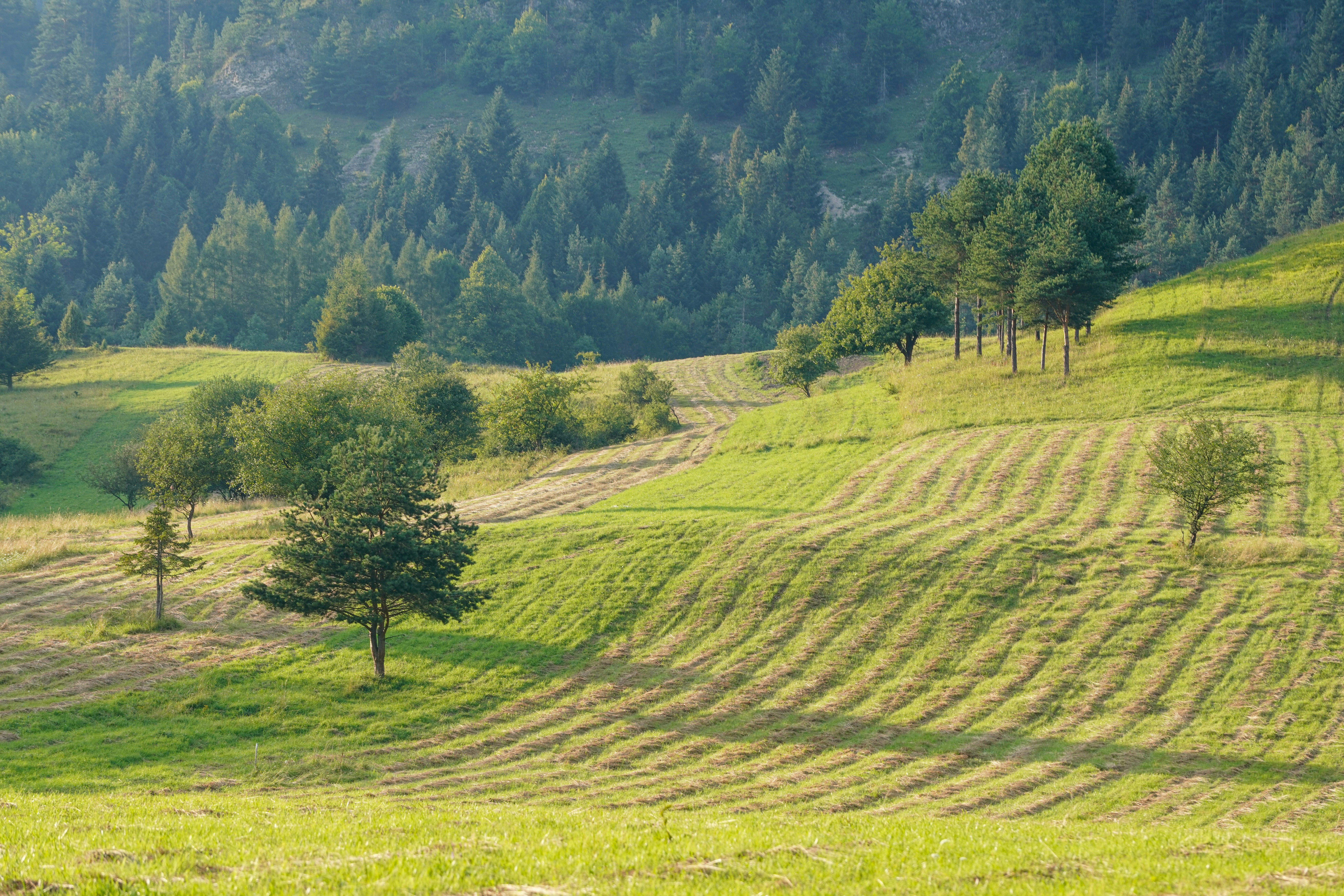 Rolling Hills and Scattered Trees Bathed in Gentle Light