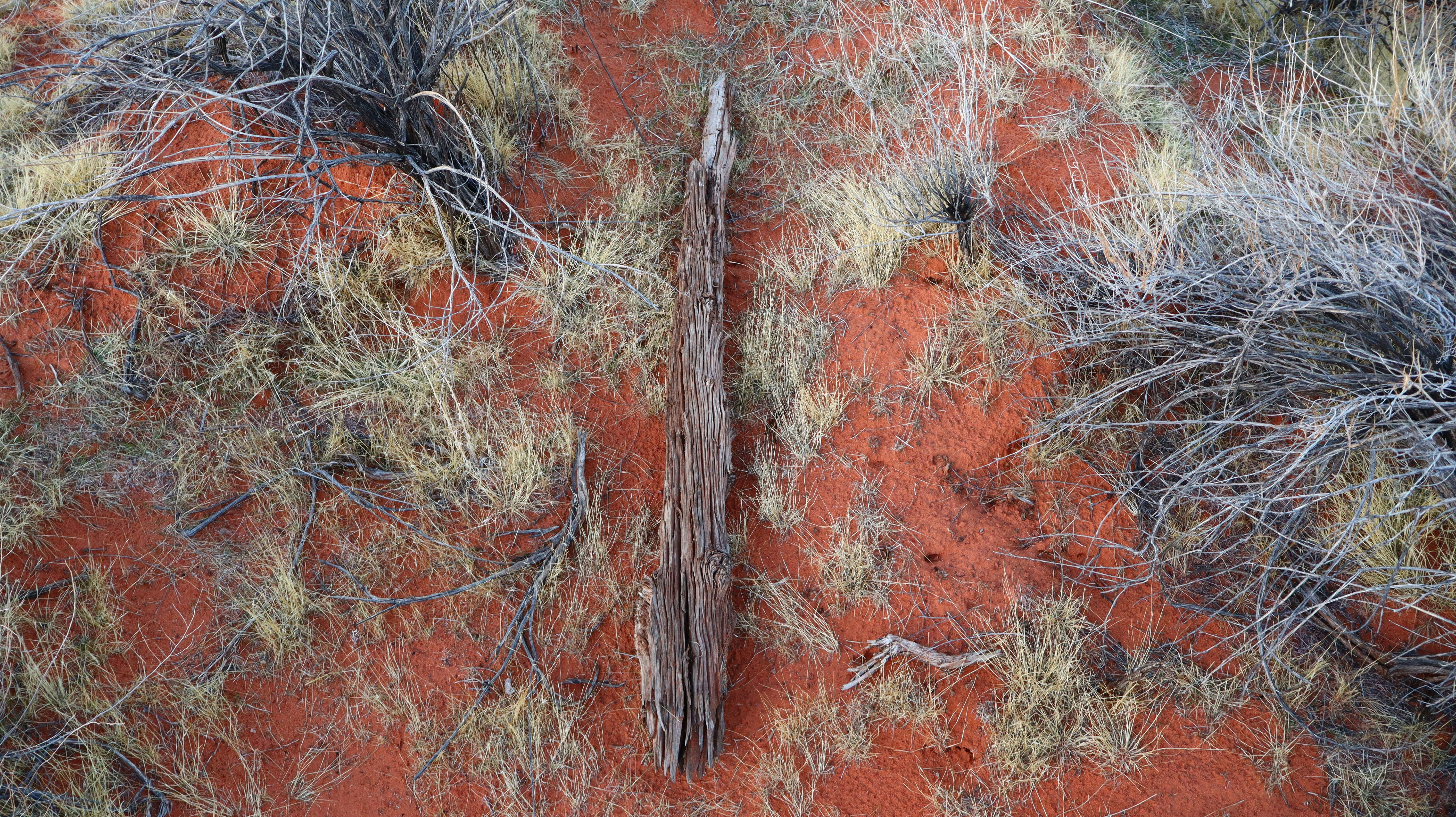 Sun-bleached log spans a gap in a red-dust landscape, with sparse, wiry vegetation framing the scene, highlighting a stark, arid environment.
