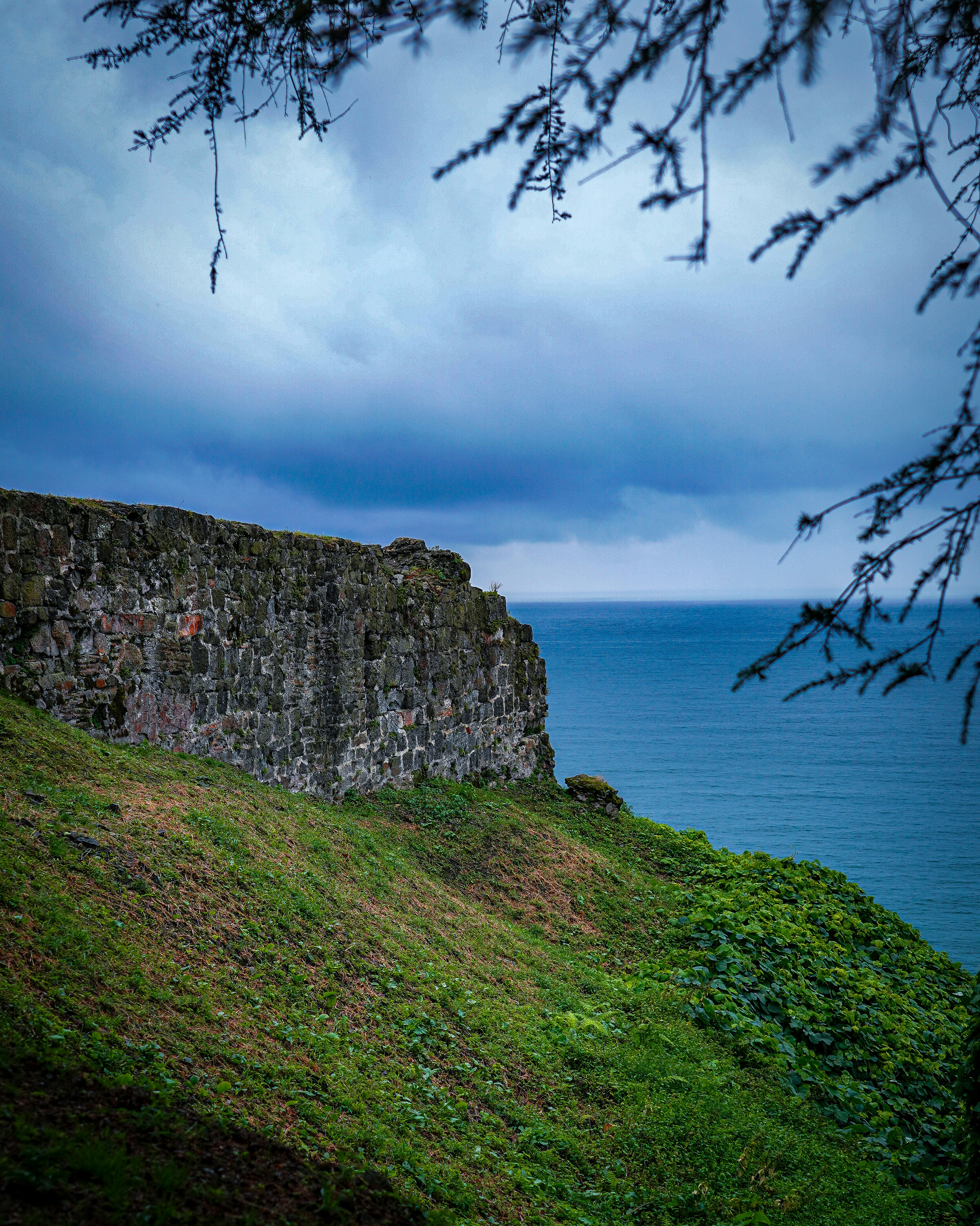Cliffside Greenward: Coastal Verge beneath Tipped Branches