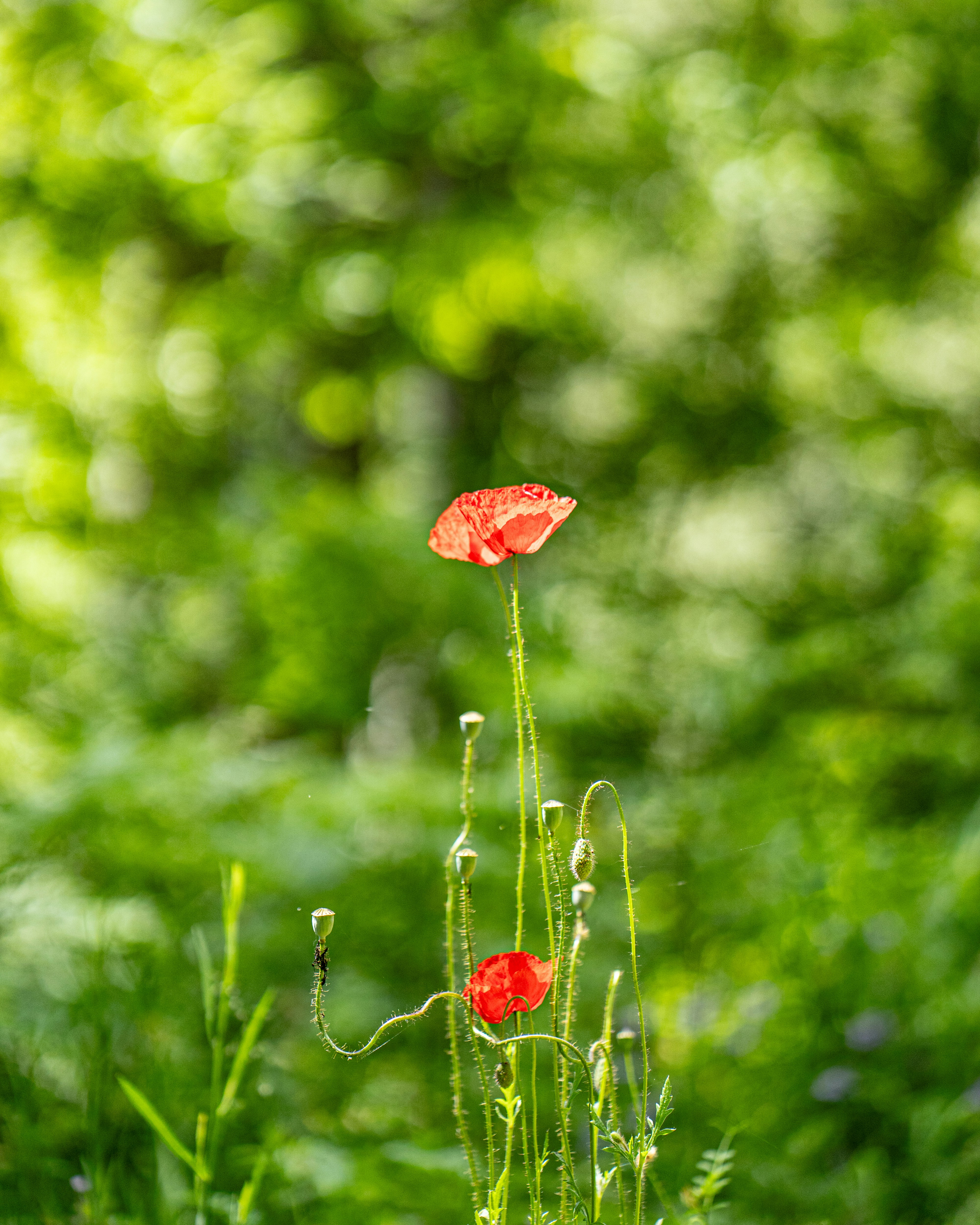 Crimson Poppies Rising Through Green Haze