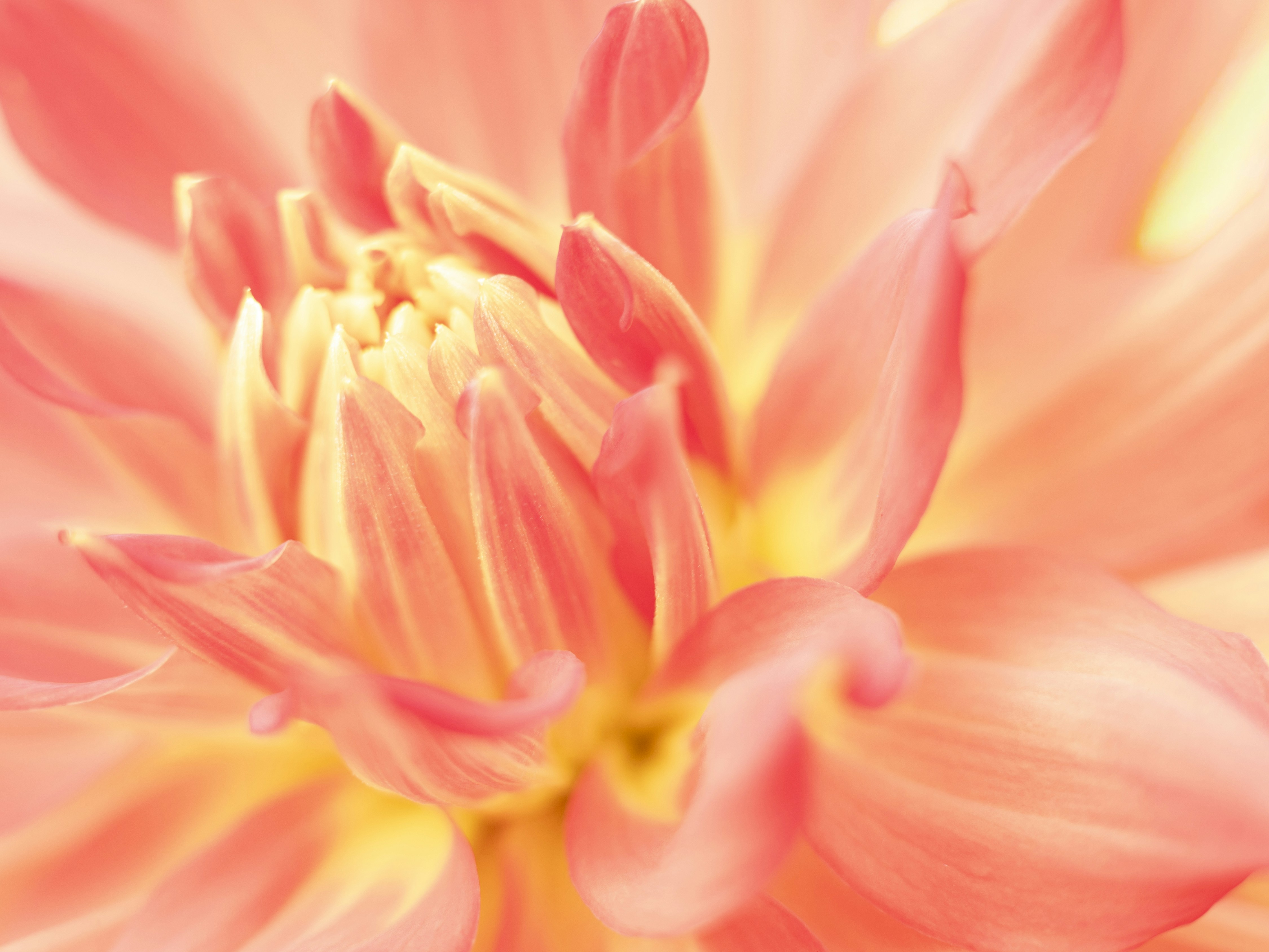 Petal Inferno: Warm Coral Center of a Coral-Soft Bloom