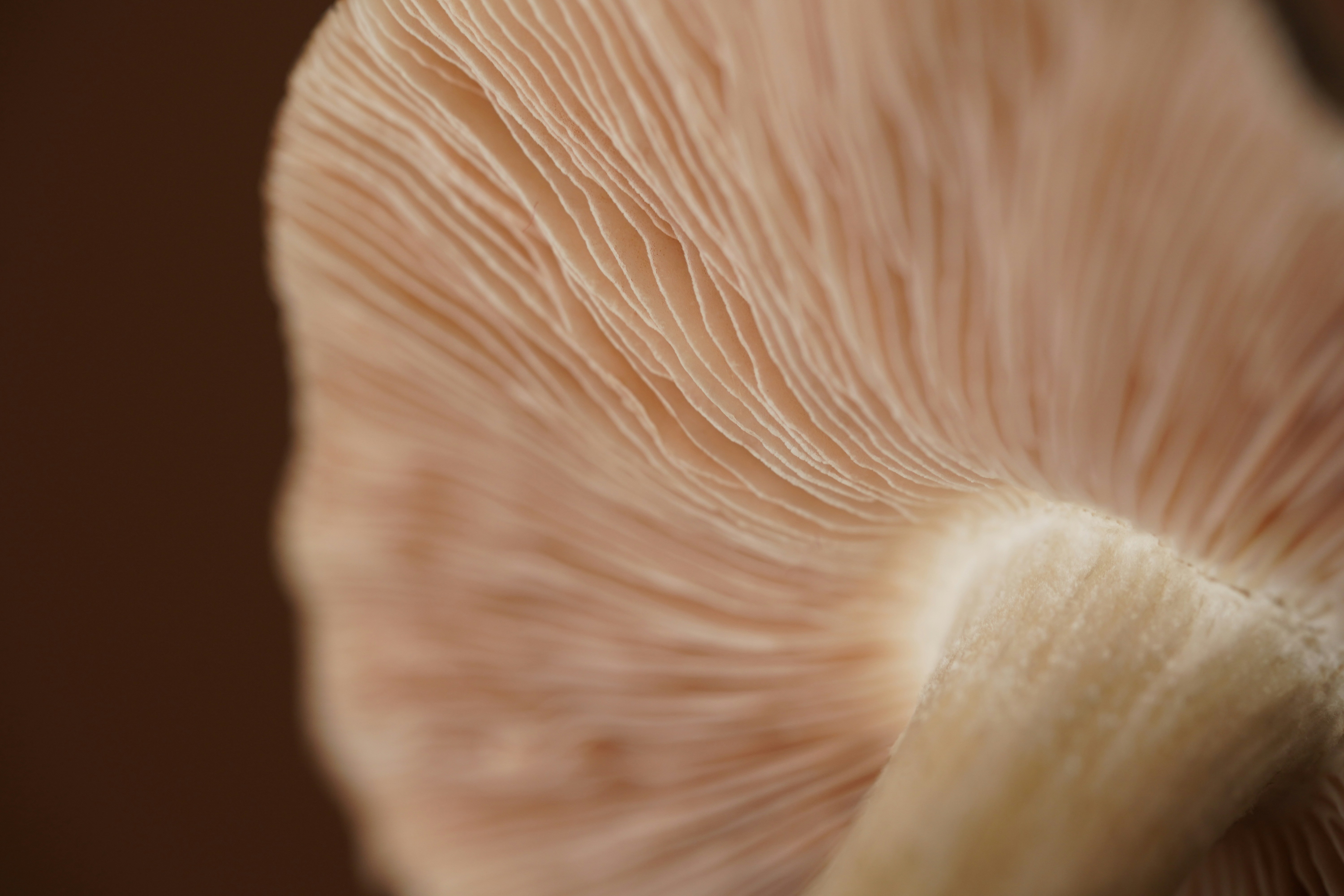 Mushroom Gills in Gentle Light