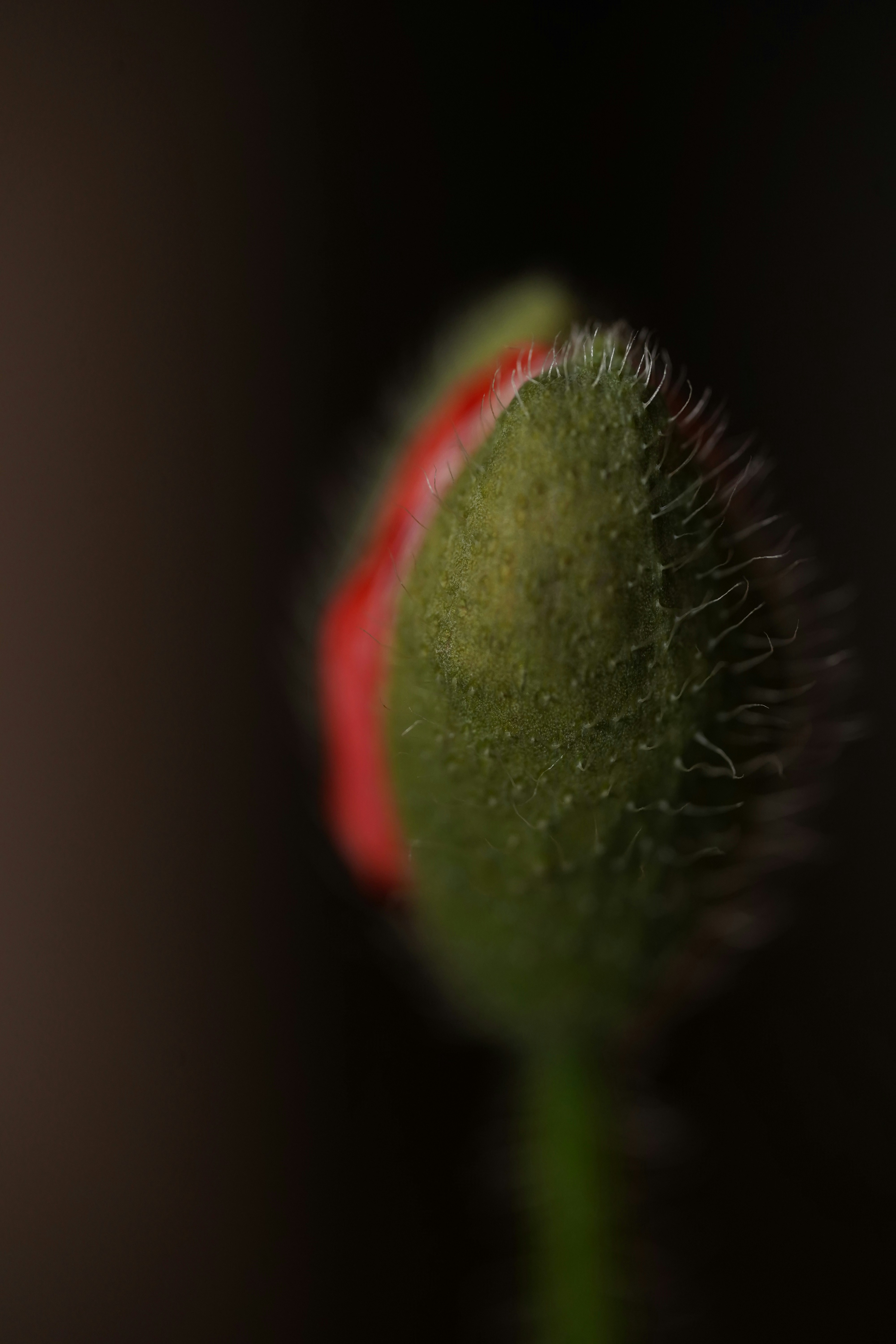 A Tiny Red Edge Emerges from Green Velvet