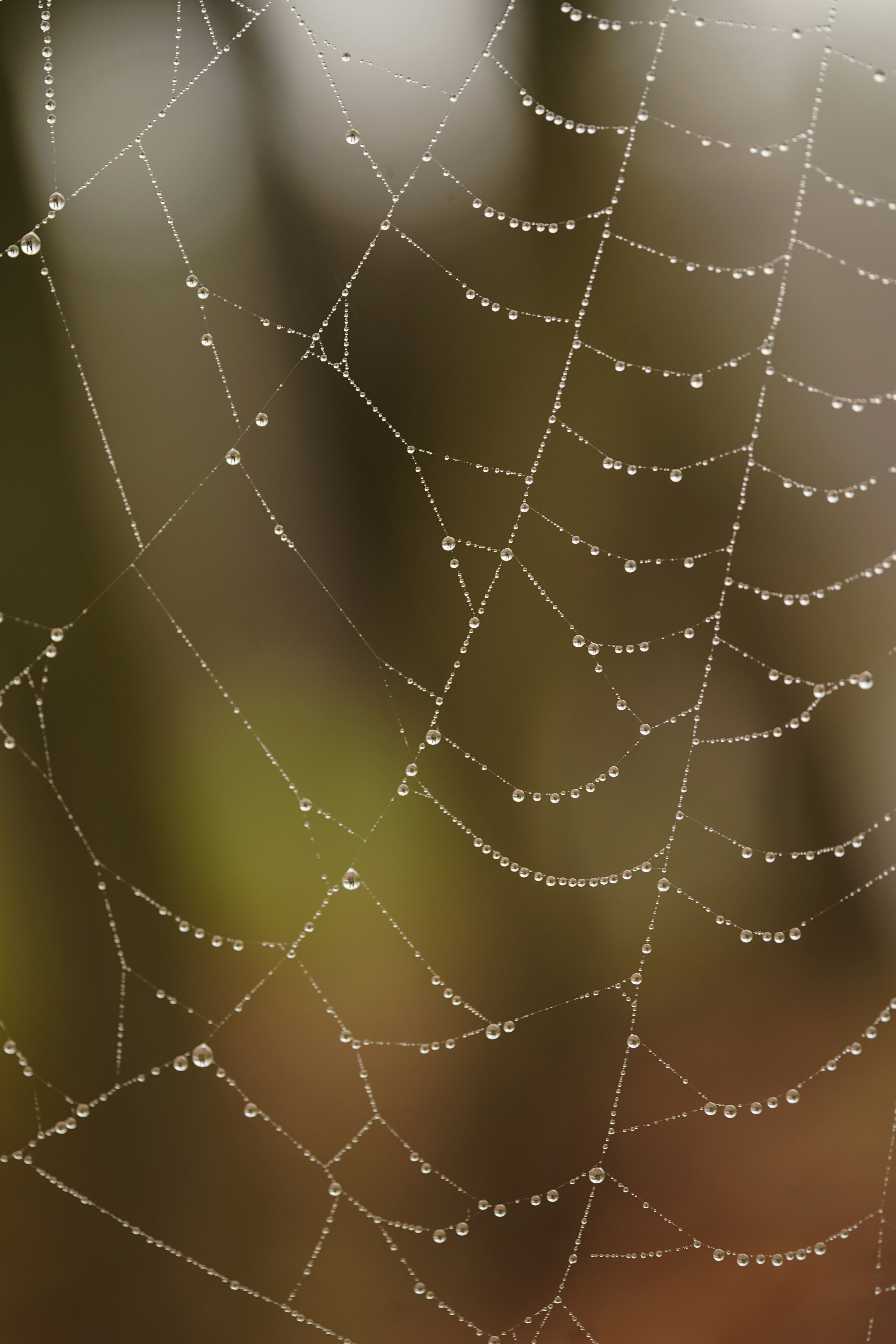 Dew-Kissed Spider Silk: Encircling Dots on a Morning Web
