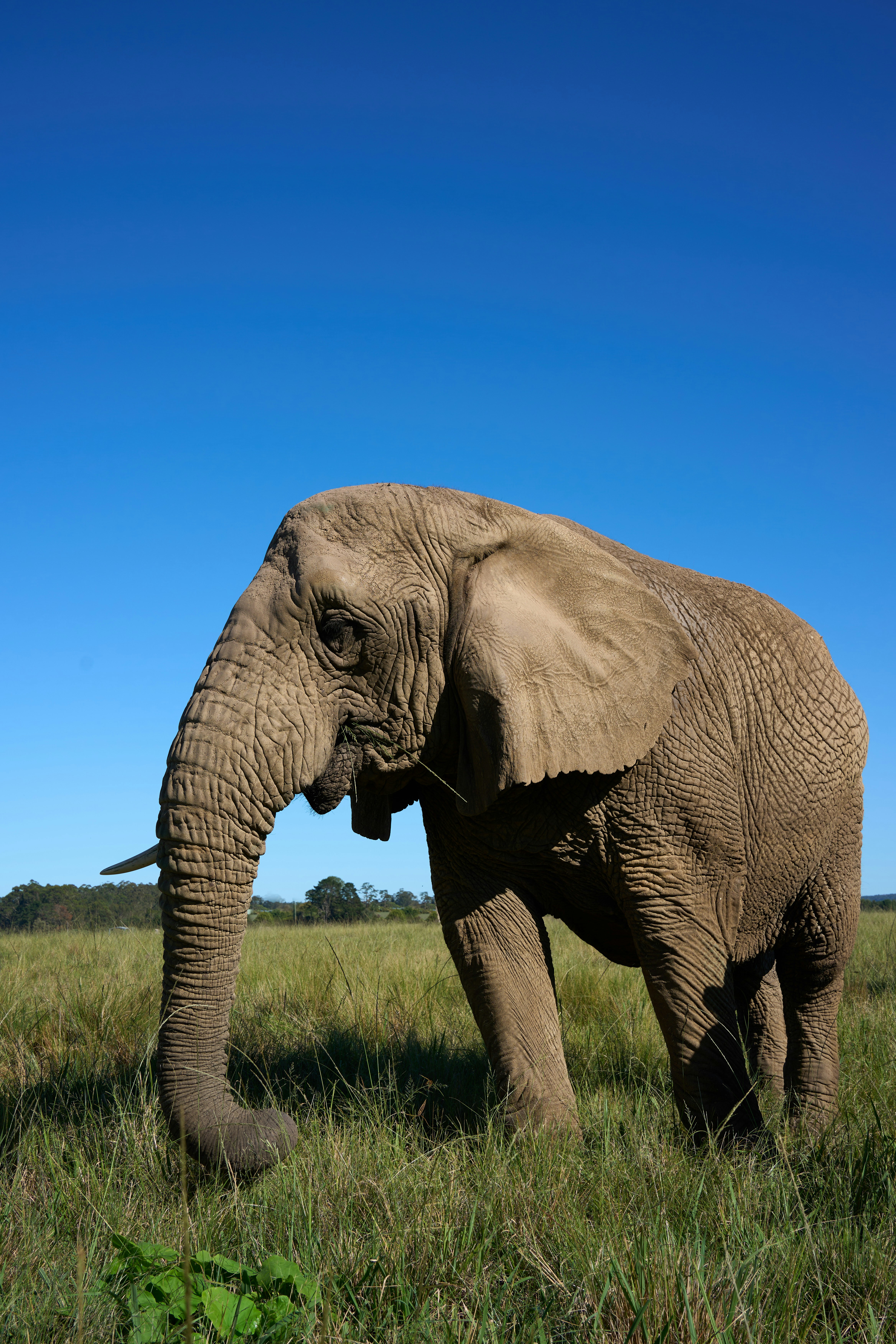 Majestic Serengeti Sentinel: An Elephant in the Open Grasslands