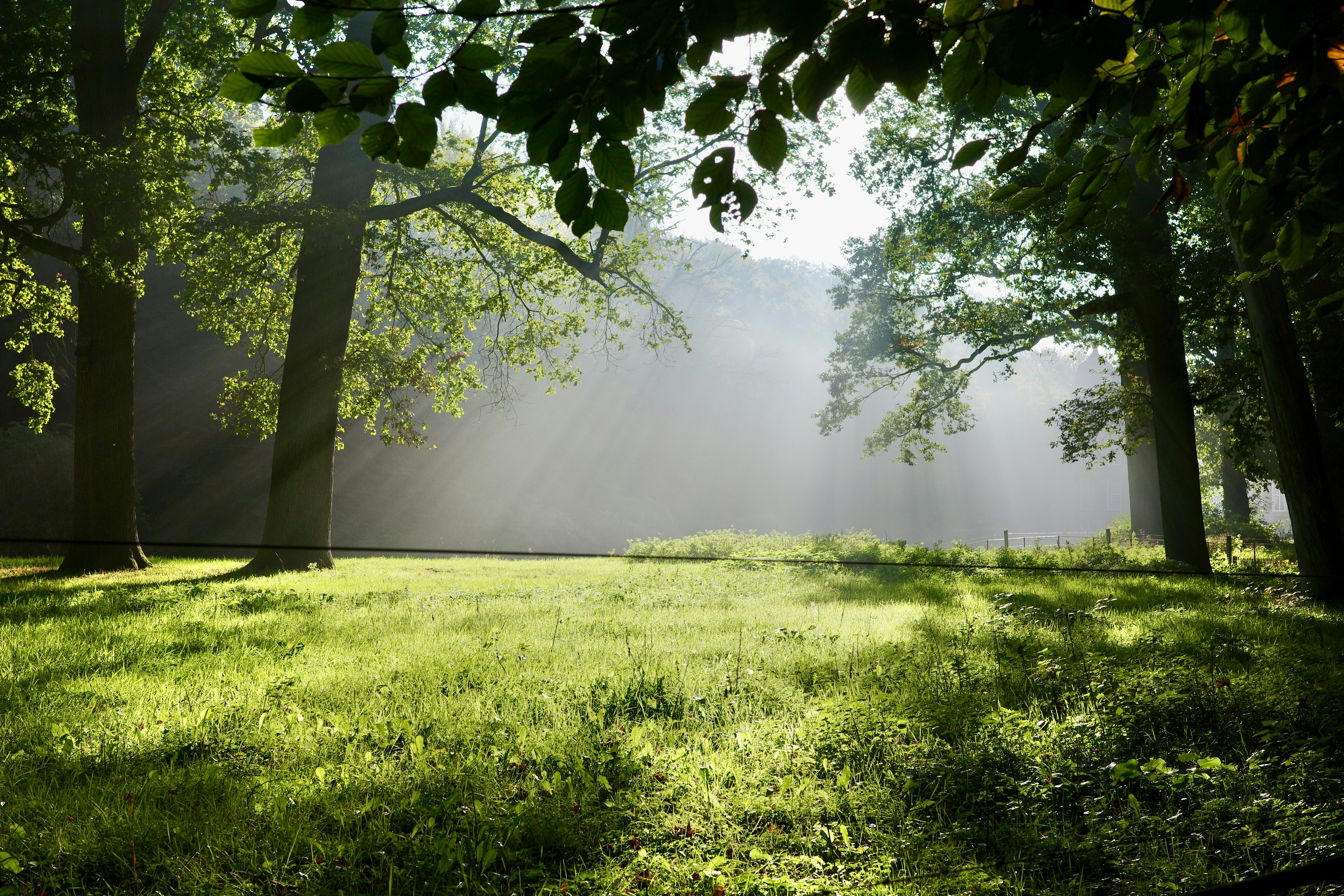 Rays in the Clearing: Quiet Light Through Tall Trees