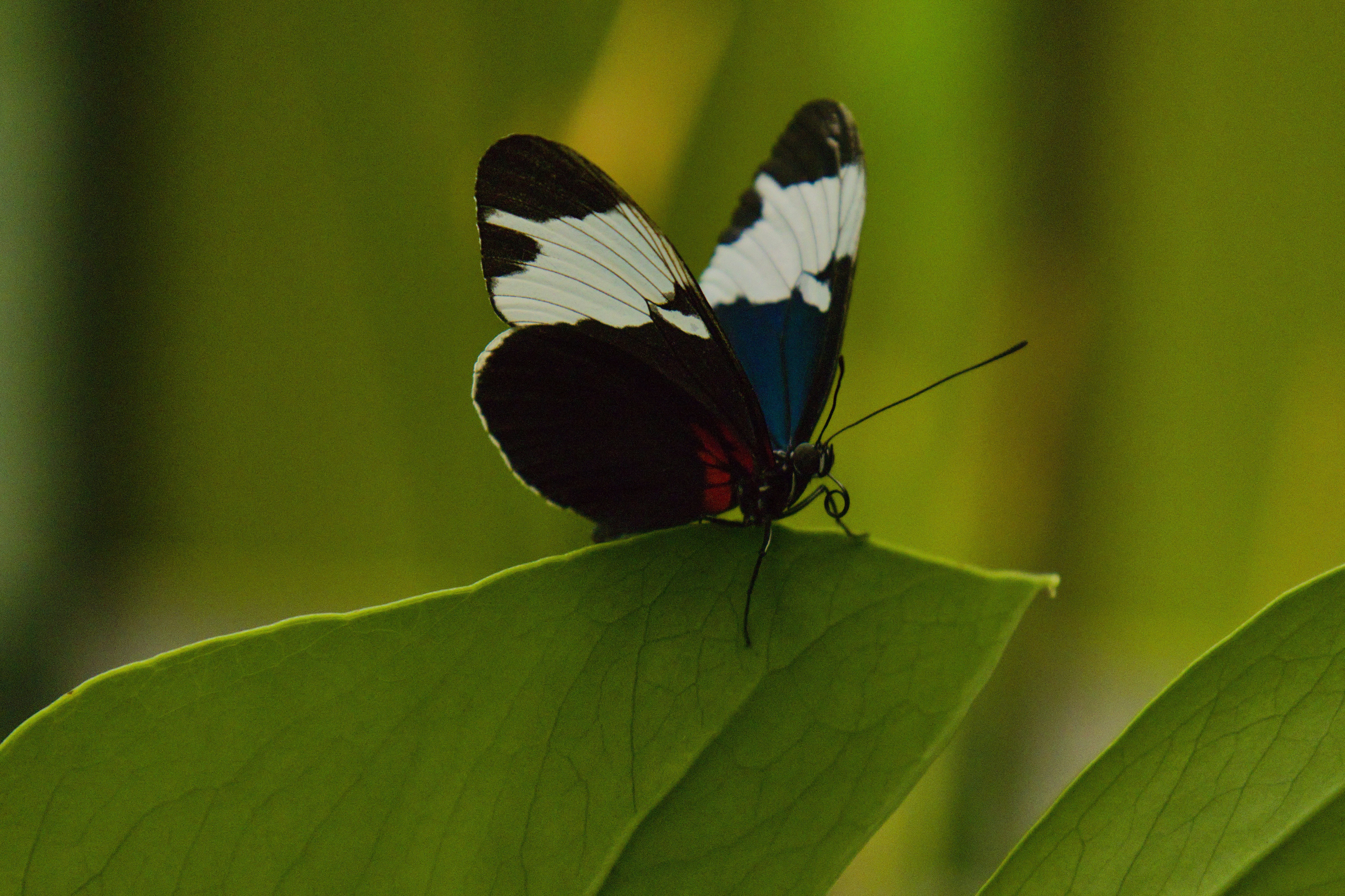 Symphony of Wings: A Butterfly Perched on a Verdant Leaf