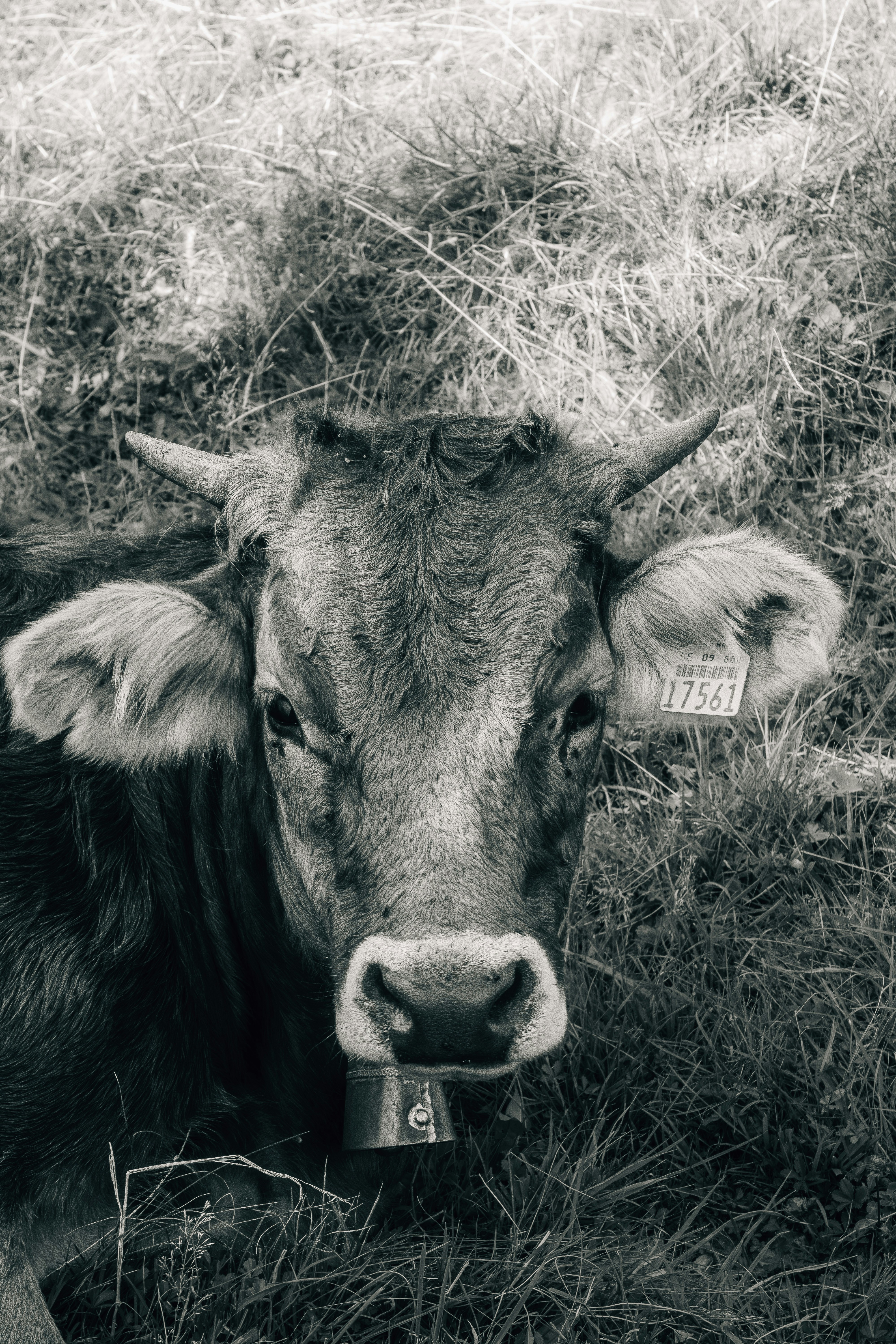Close-up of a calm pasture cow with a bell, framed by tall grass