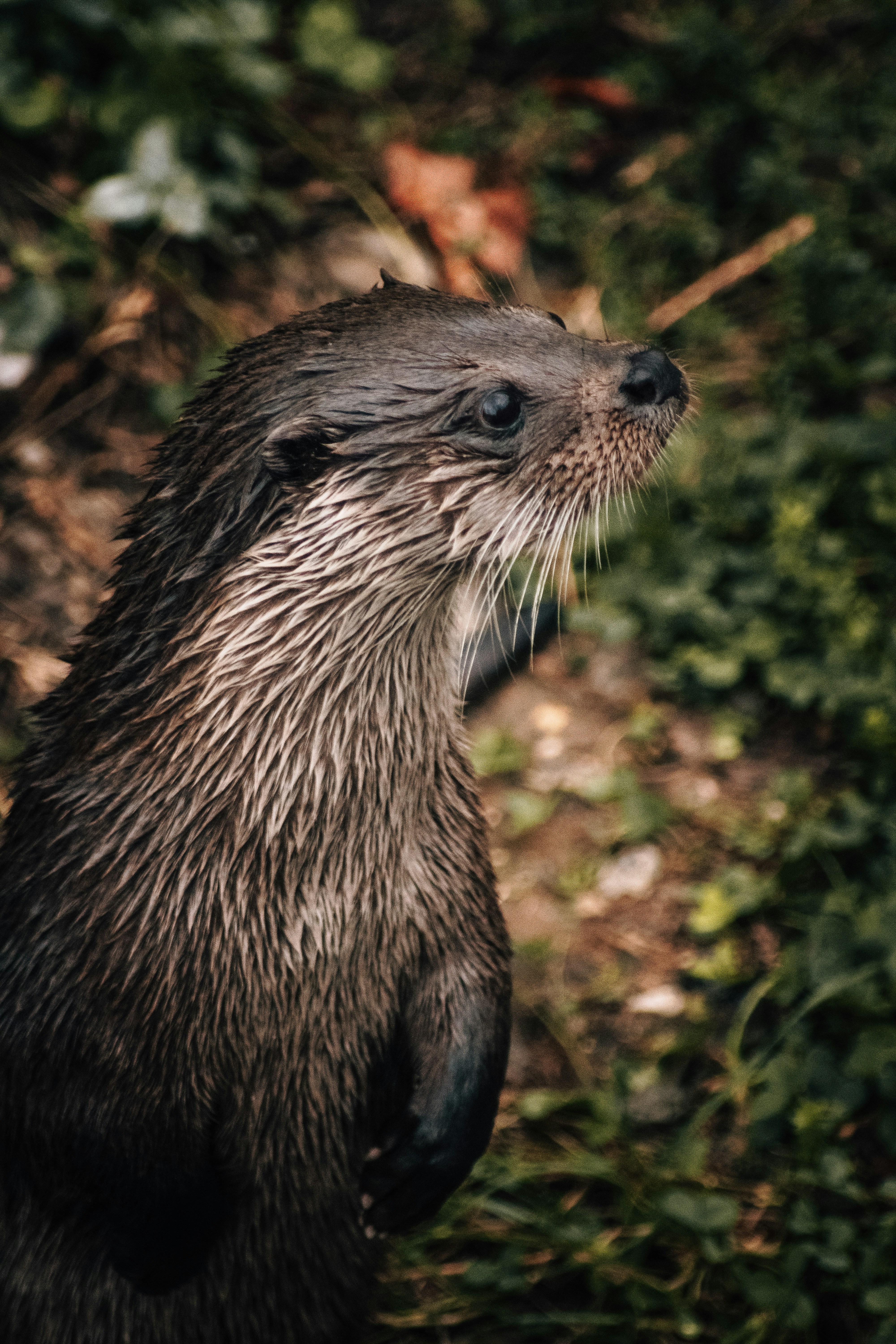 Curious Otter pup-turned-observer gazes into the green undergrowth