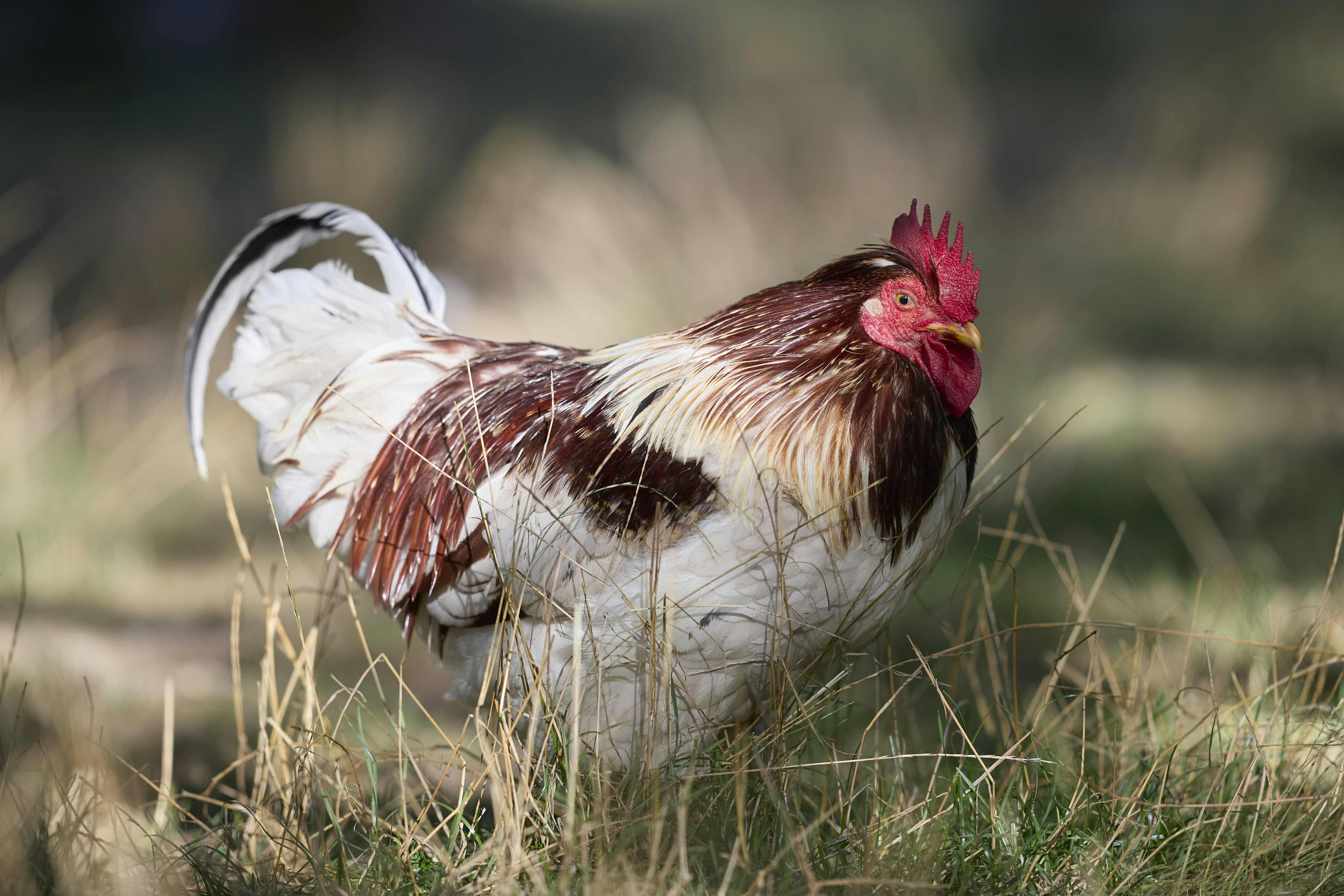 Rooster in Golden Grass: Centered in a Quiet Field