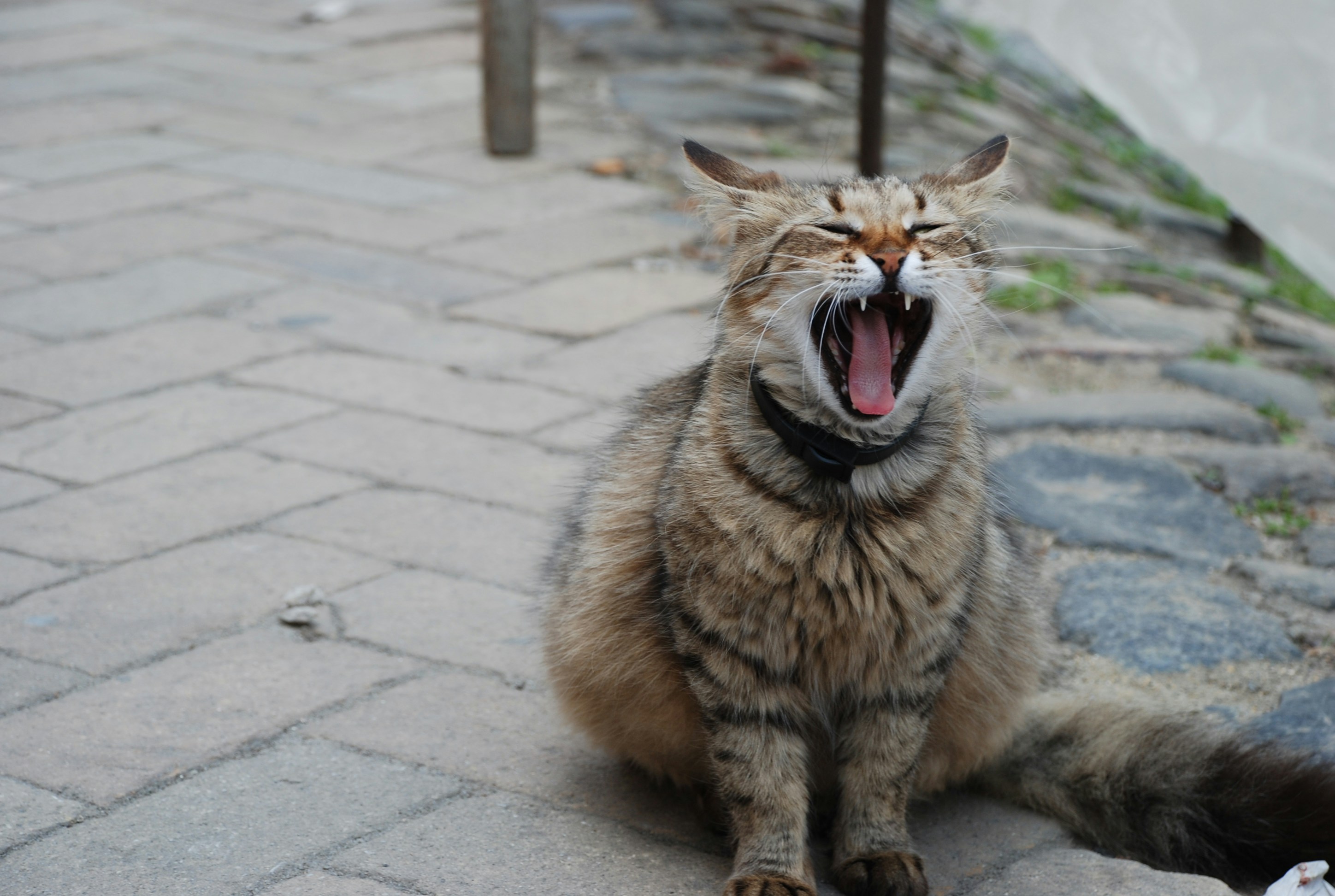 A grinning cat sits on a stone path, mouth agape in a broad yawn, with a concrete and cobblestone backdrop.