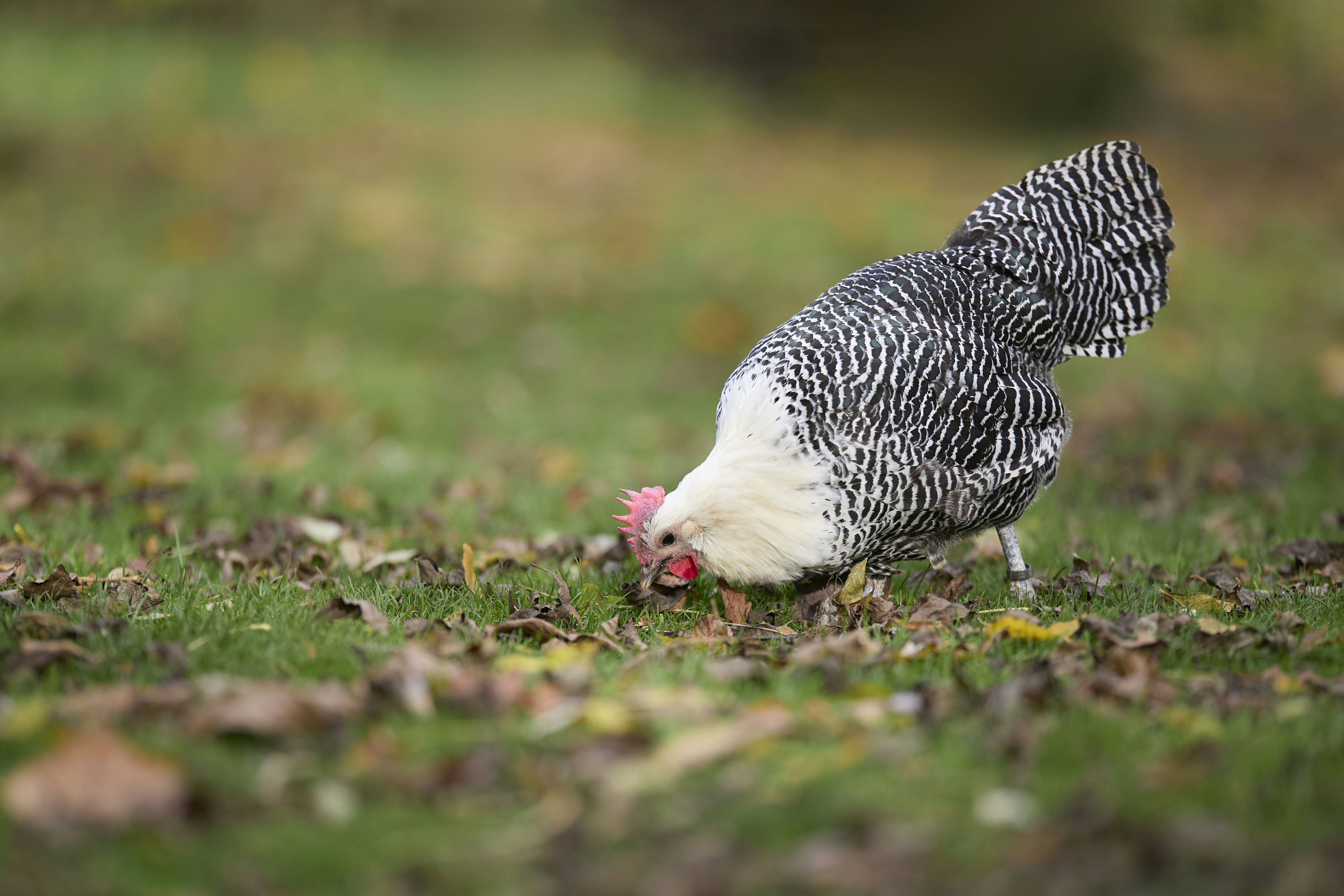 Zebra-Feathered Forager: A Chicken Scratches Ground in Soft Evening Light