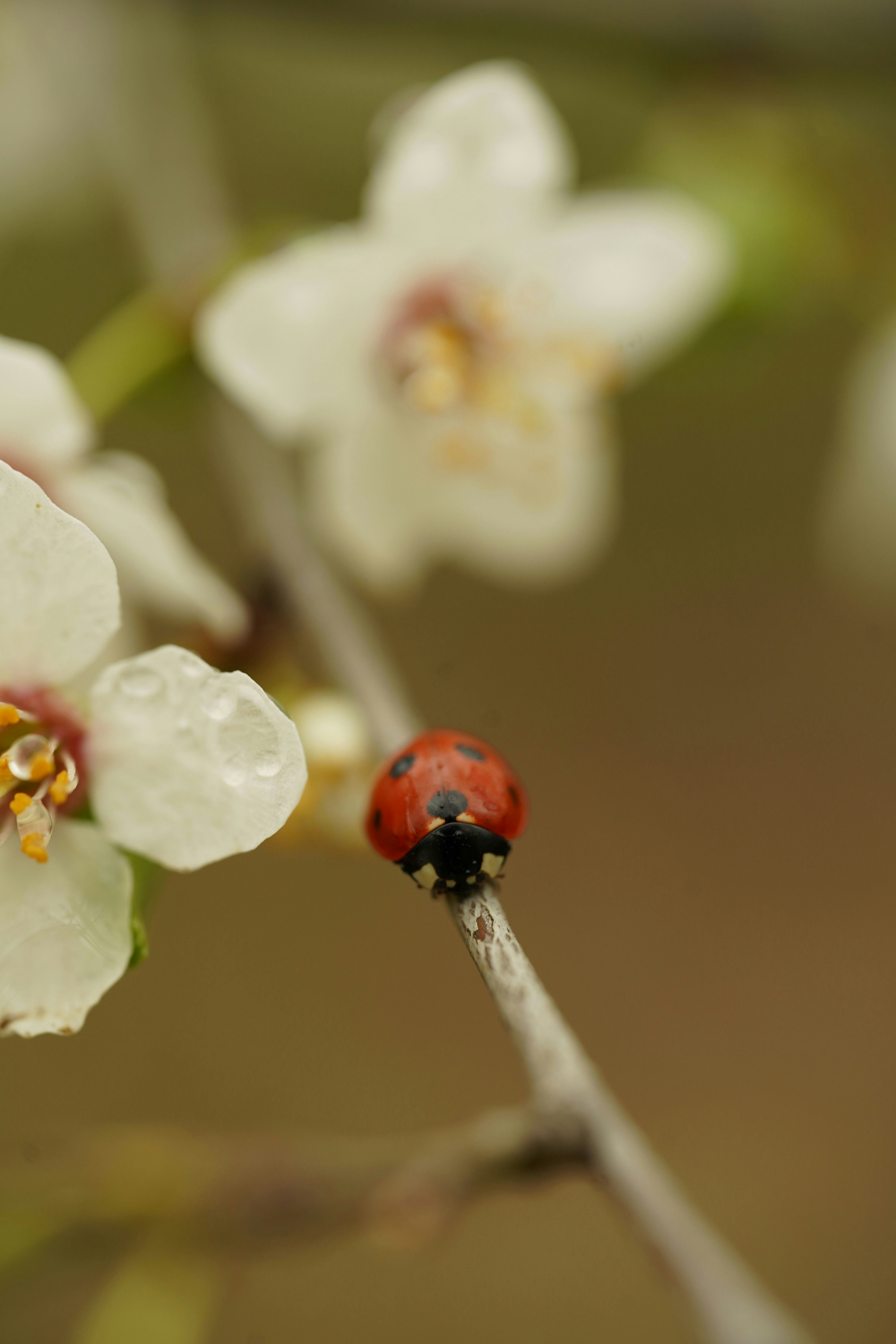 Red Ladybug on Bud: A Quiet Moment of Color and Texture