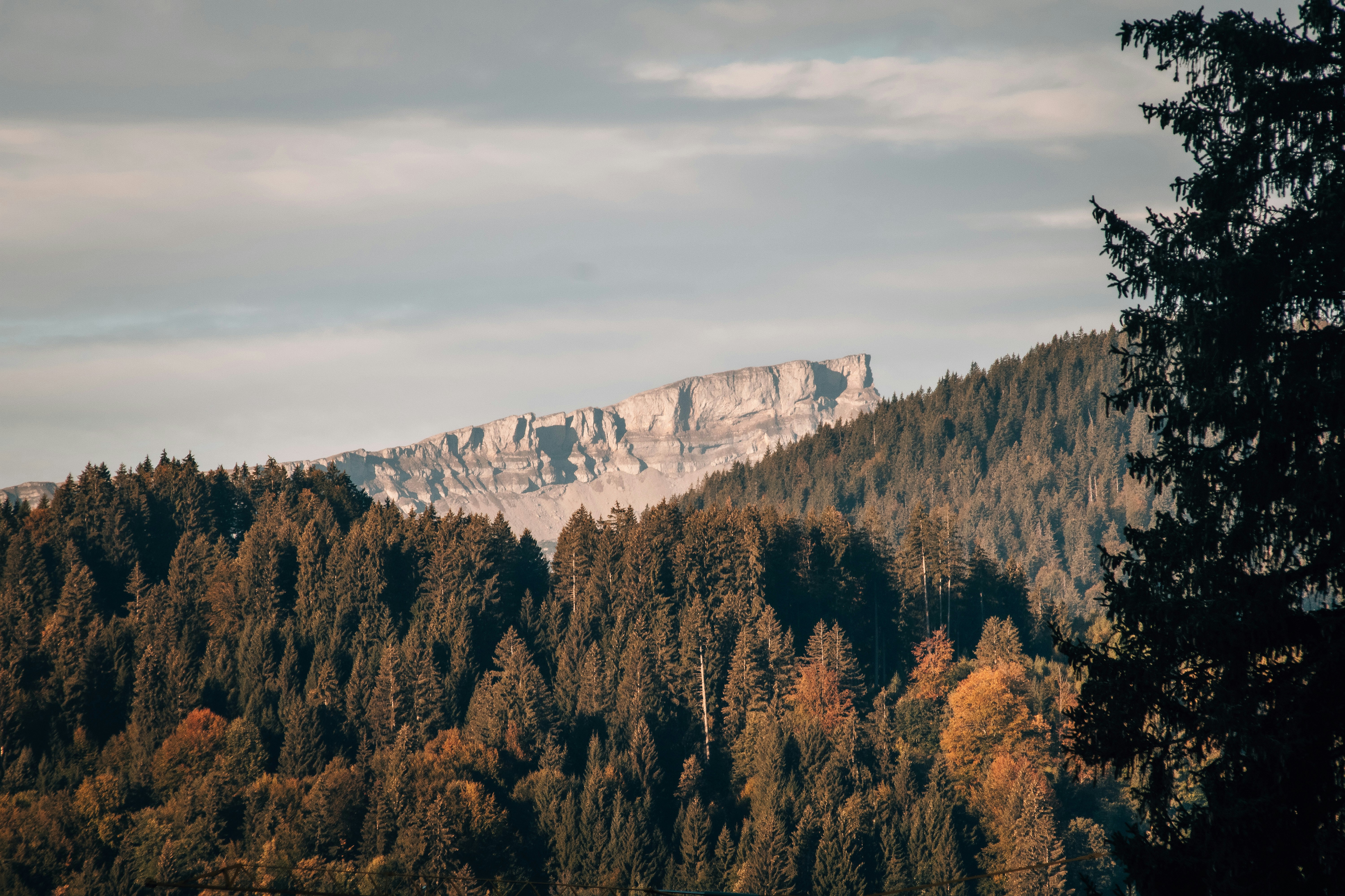Echo Ridge: Mountain Peak Rising Beyond Autumn Pines