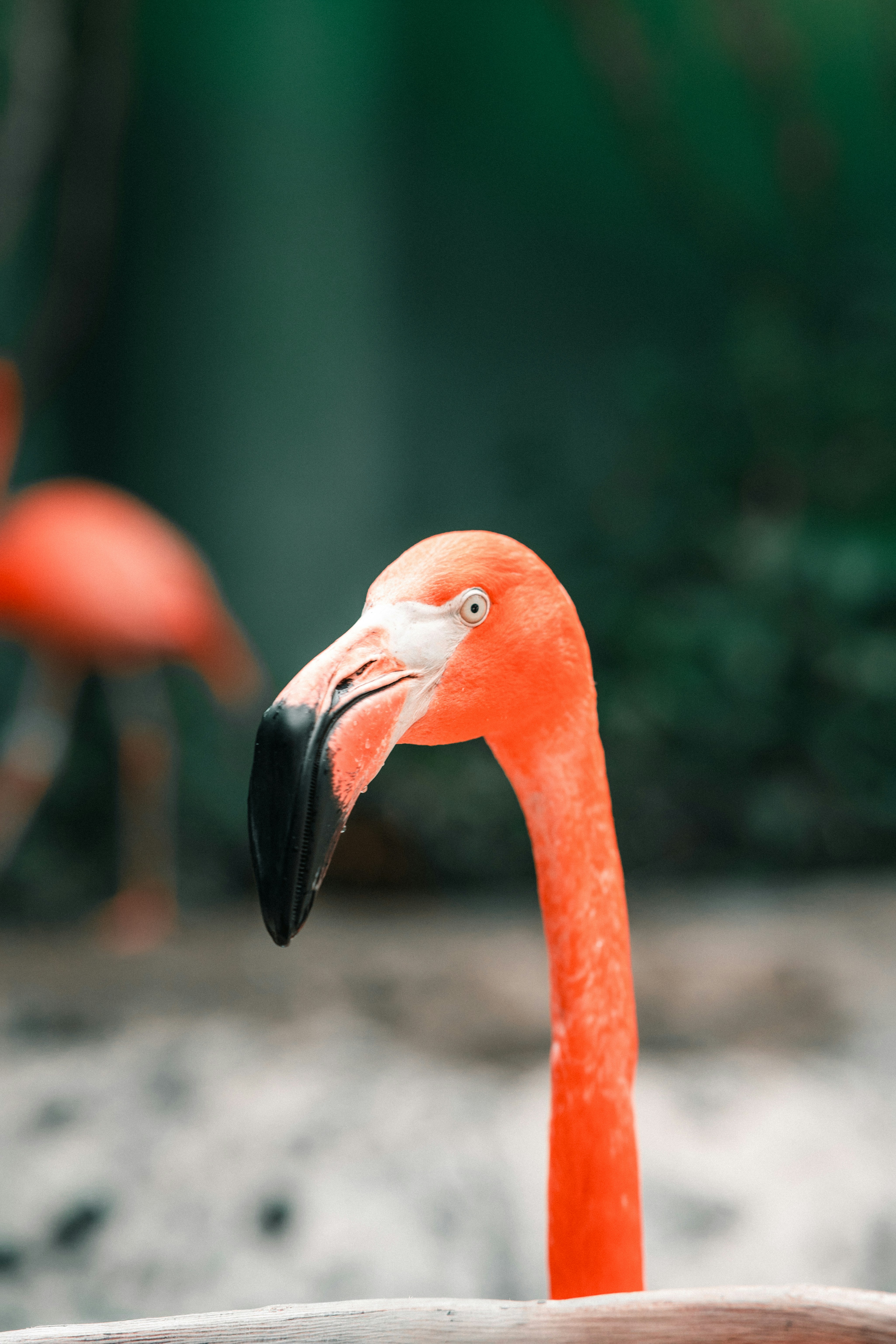 Flamingo Portrait: Scarlet Curve Against Emerald Quiet