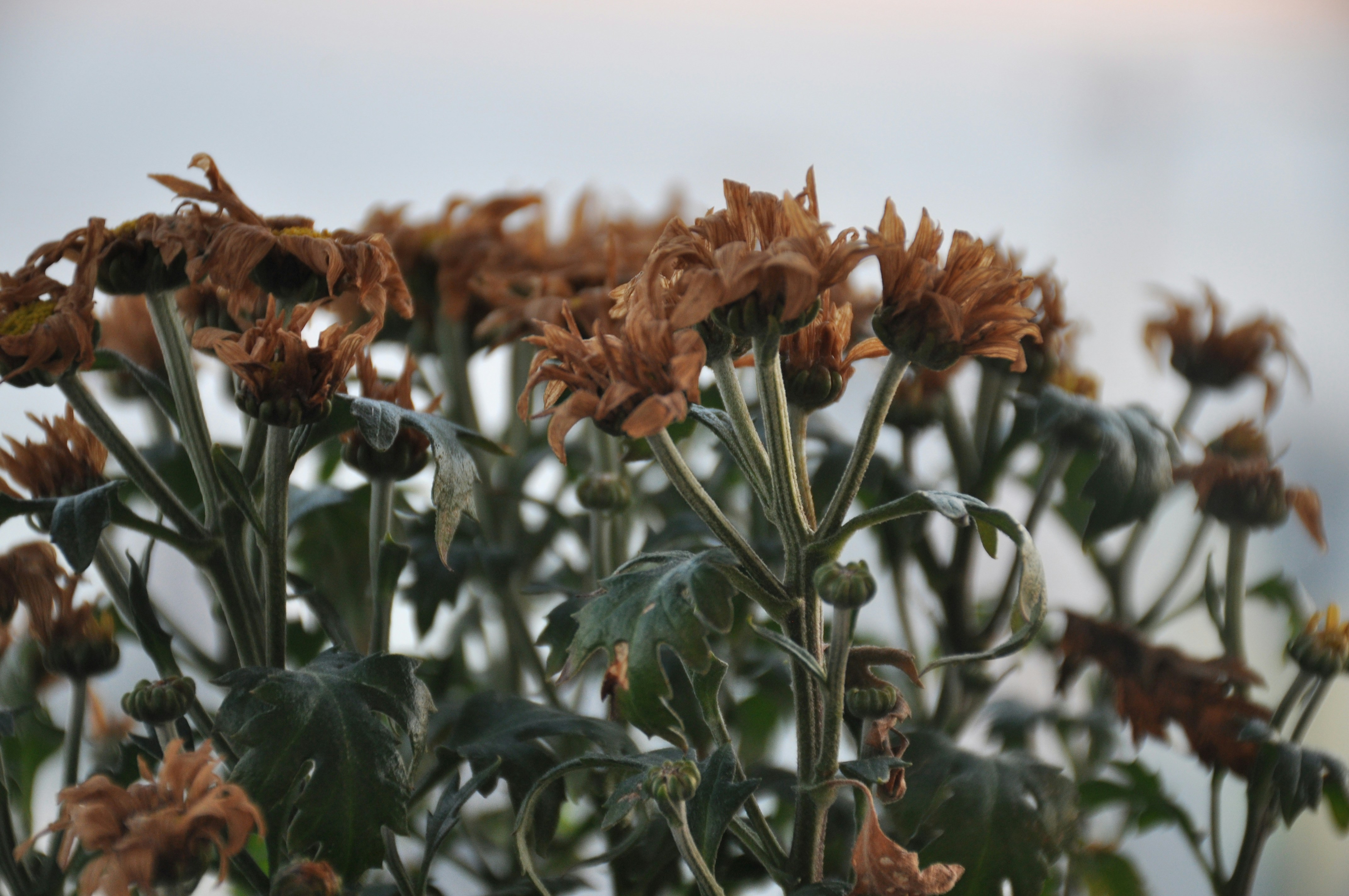 Withered Blooms: Quiet Autumn in a Coastal Garden