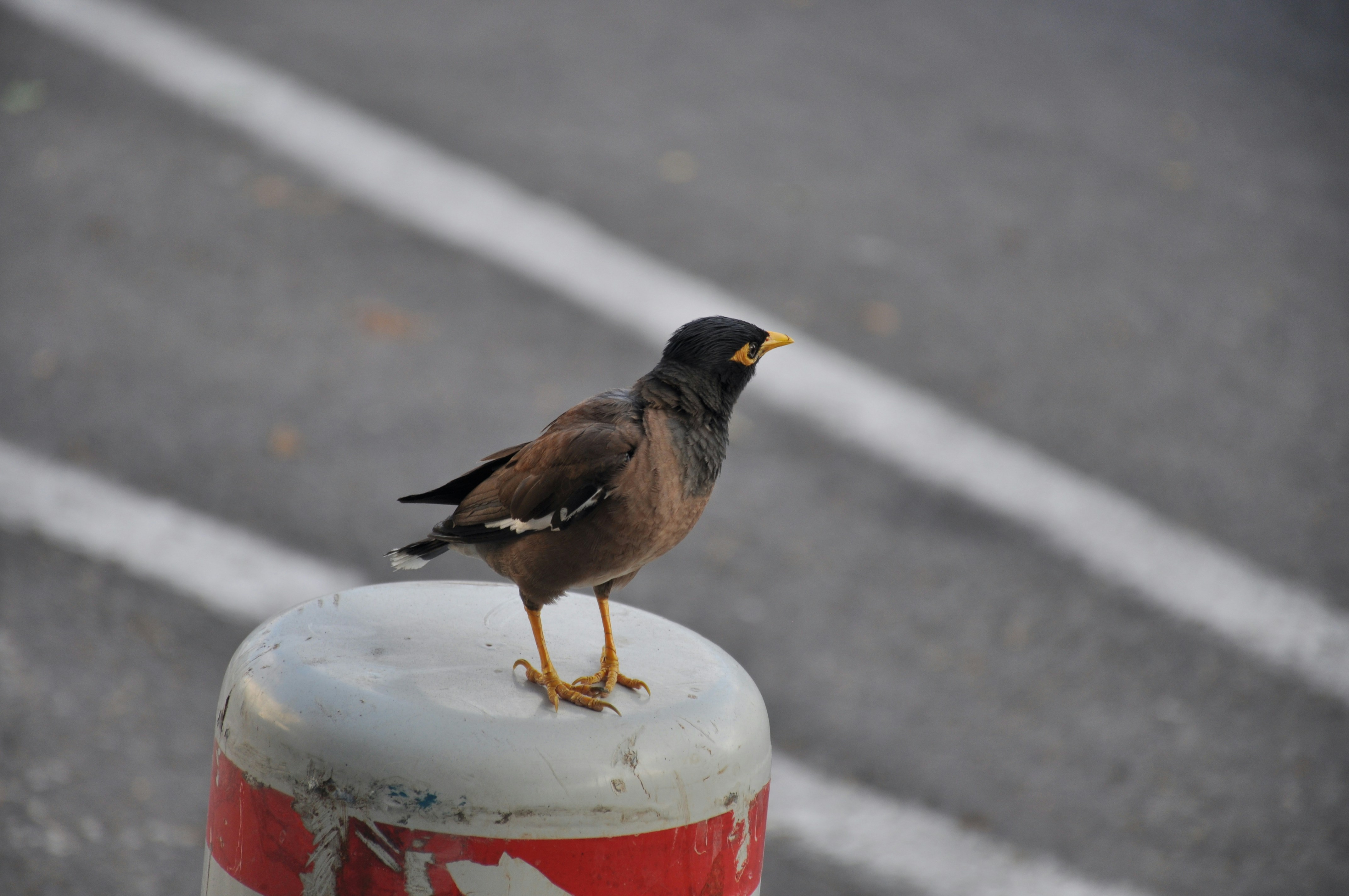 Rook on a Red-White Post: A solitary perched bird in an urban frame