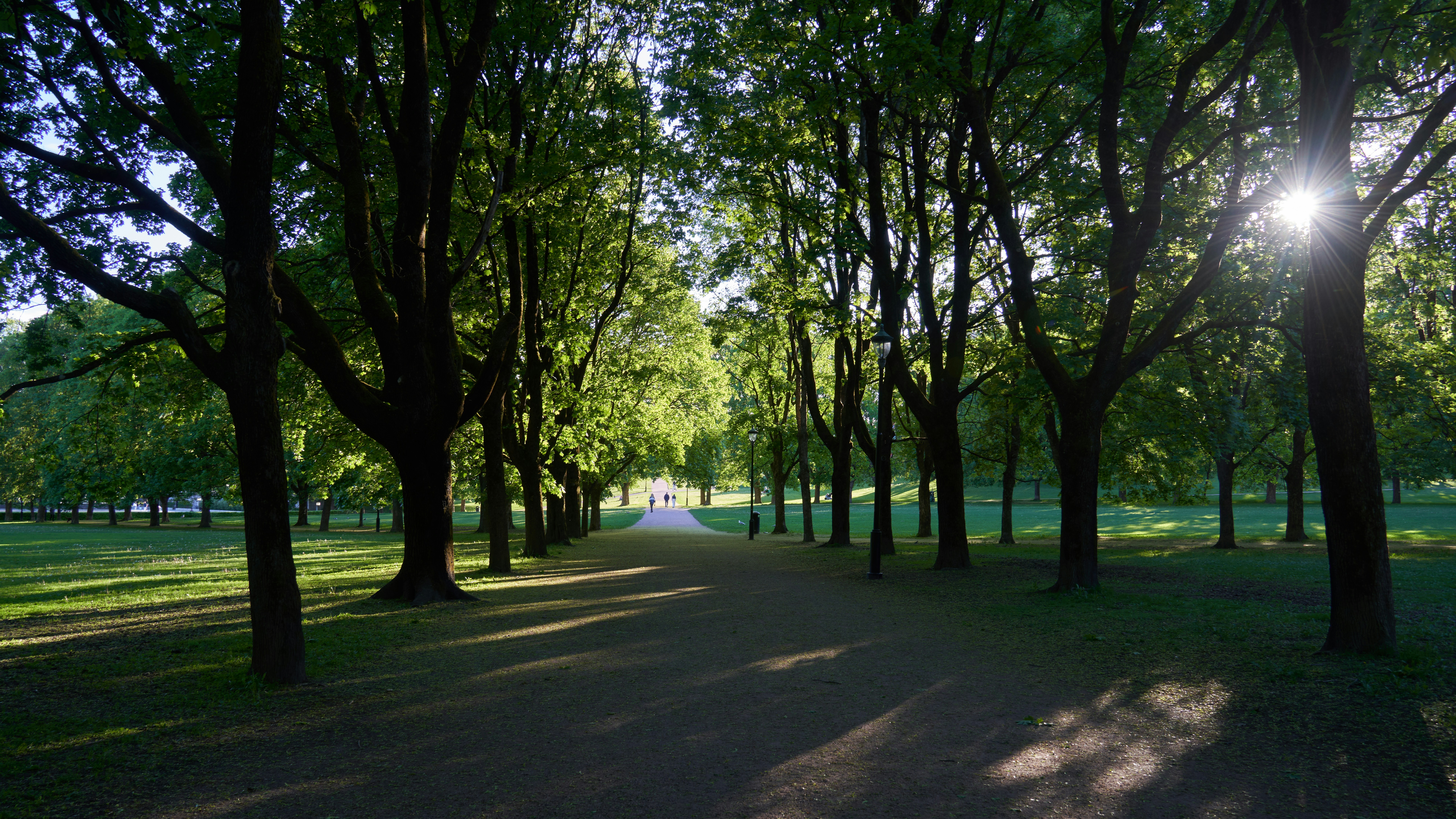Experience the tranquil beauty of Frogner park, a picturesque urban oasis in Oslo, Norway. Golden hour sunlight filters through the dense tree canopy, illuminating a peaceful pathway.