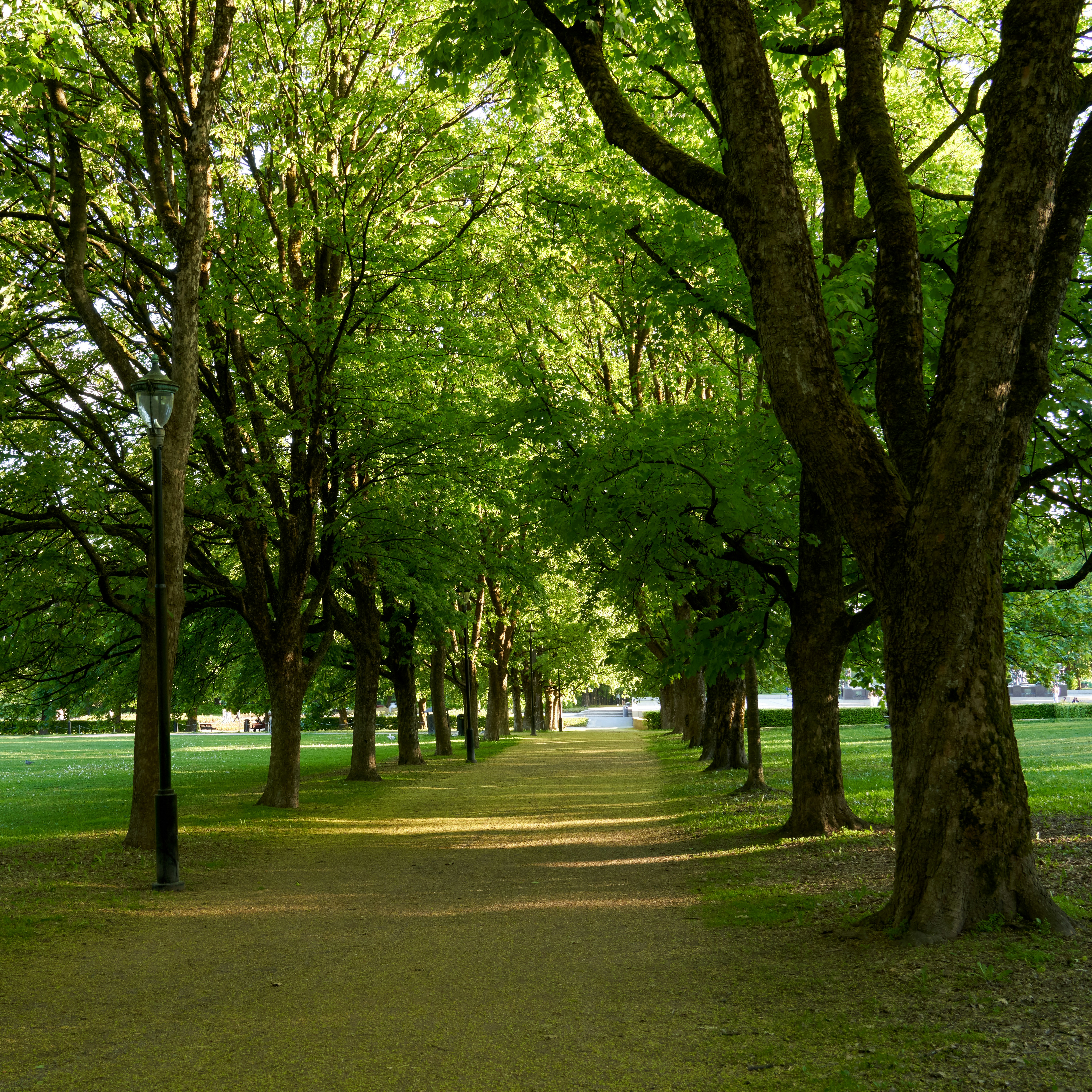 Symmetrical Tree-lined Path: A Quiet Corridor Through Dappled Light