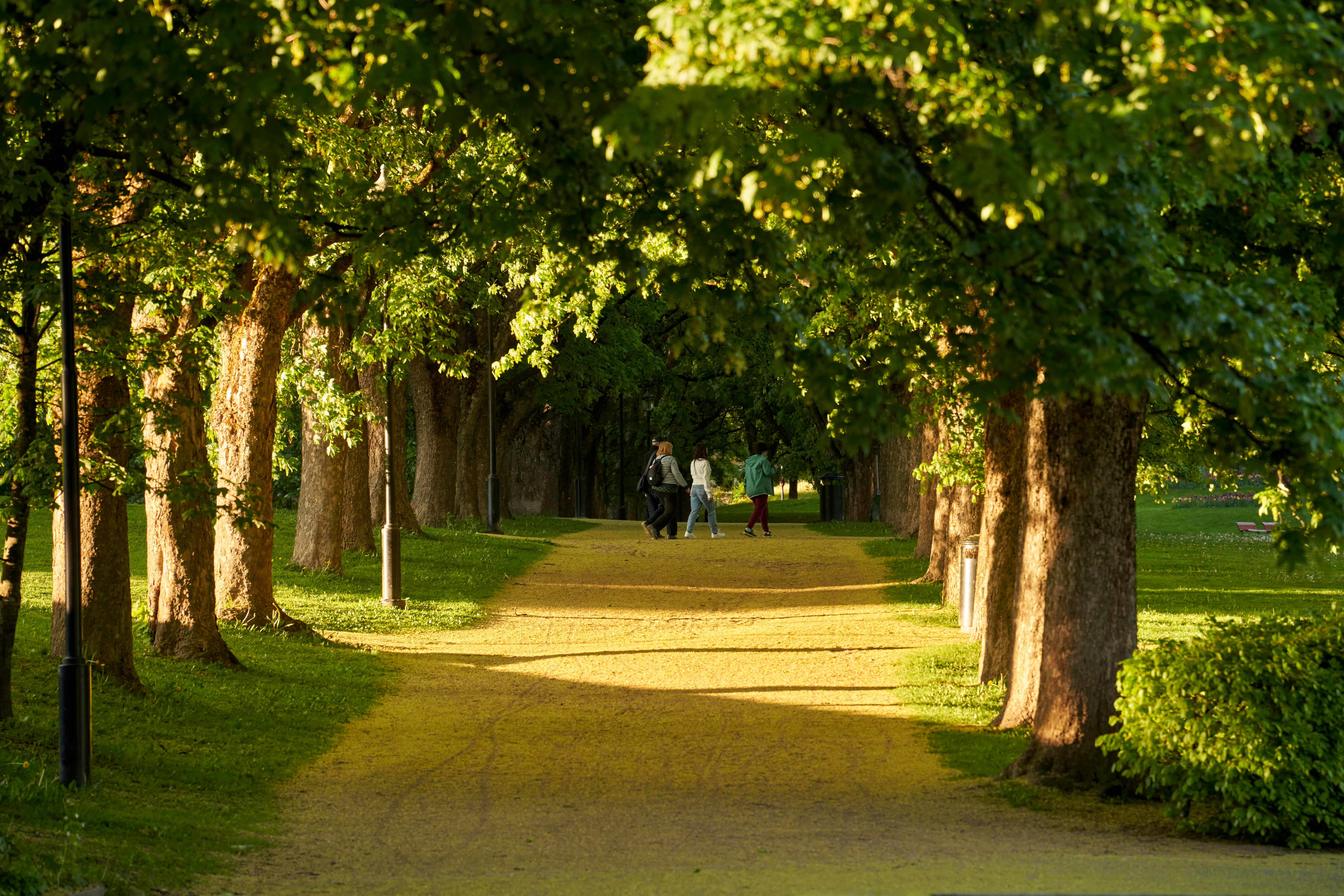 Warm sunlight illuminates a picturesque tree-lined path in Frogner park, Oslo. Pedestrians walk along the golden ground, enjoying the serene natural beauty of the park.