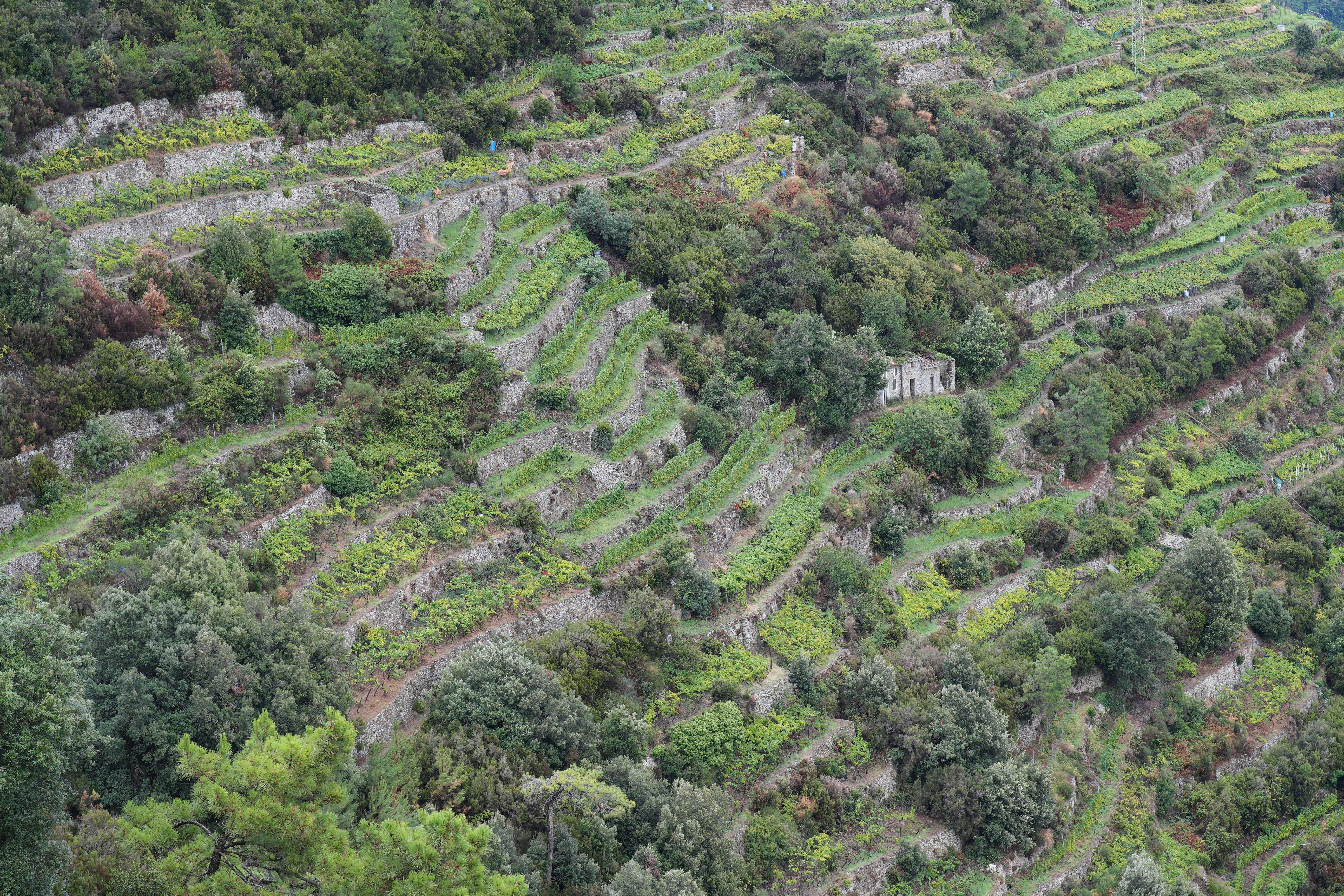 Terraced Greens: A Serpentine Staircase of Olive and Stone
