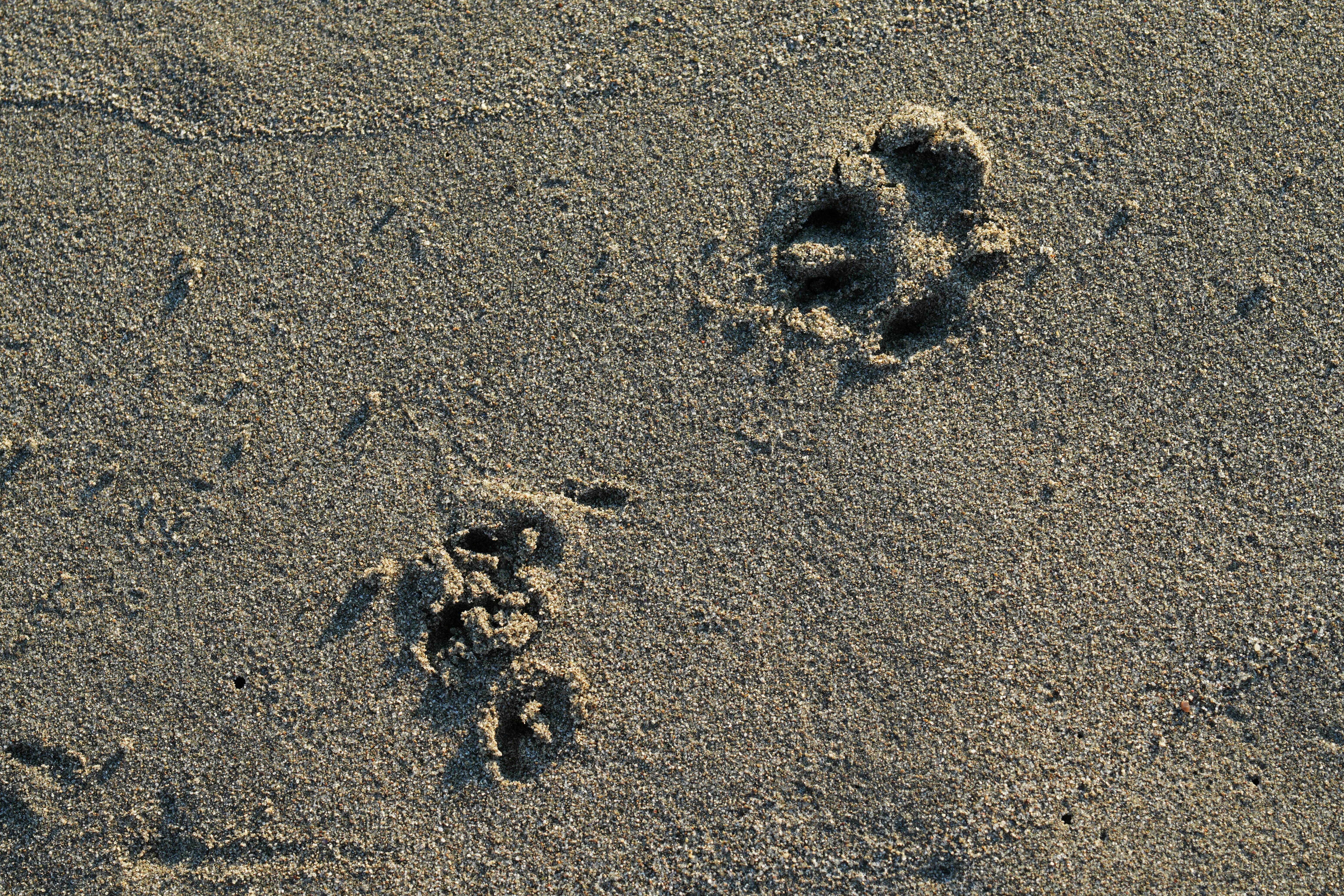 Footprints in Fine Sand: A Quiet Beach Moment
