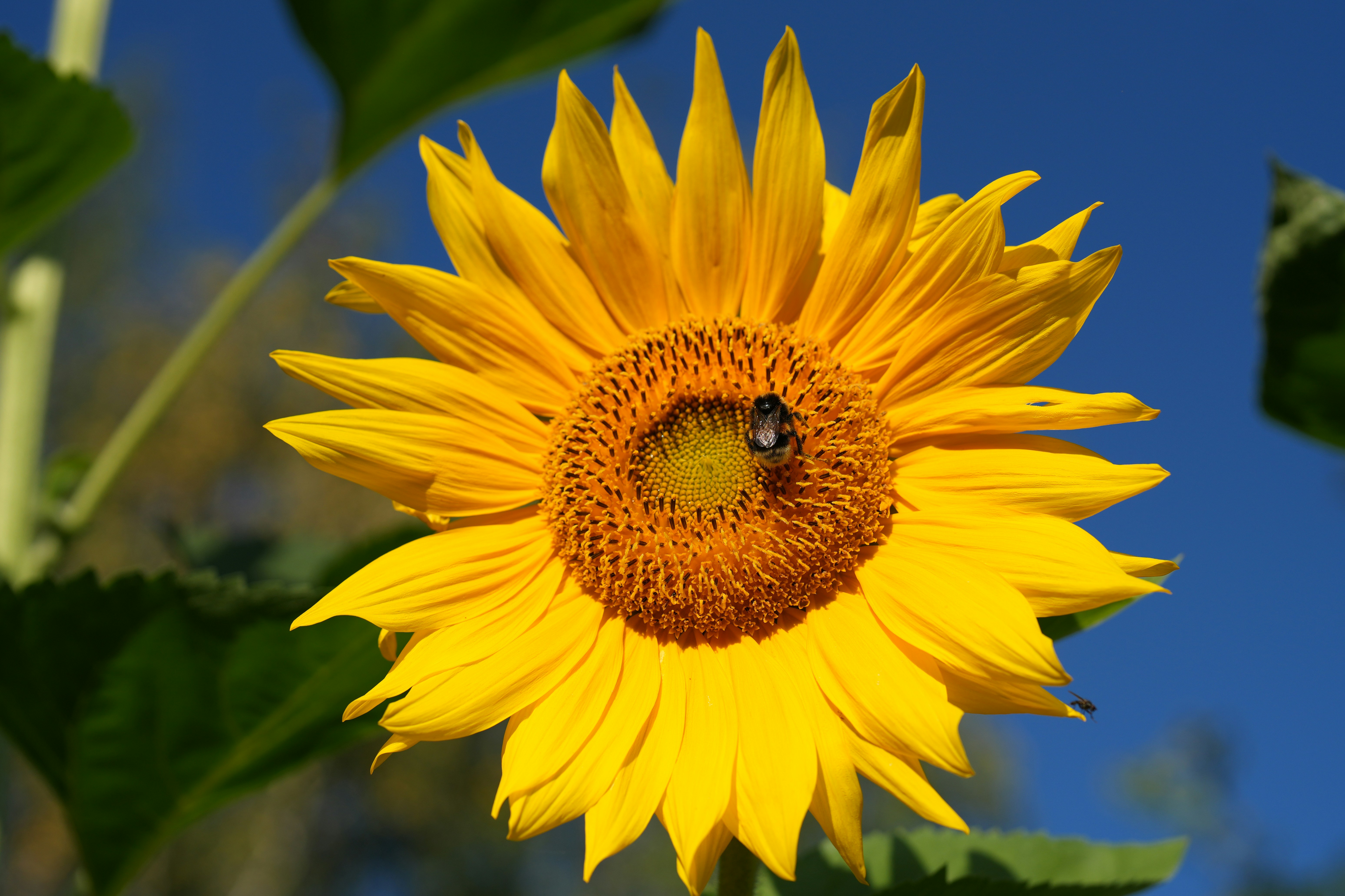Sunlit Constellation: A Bold Sunflower Centered Against a Cerulean Sky