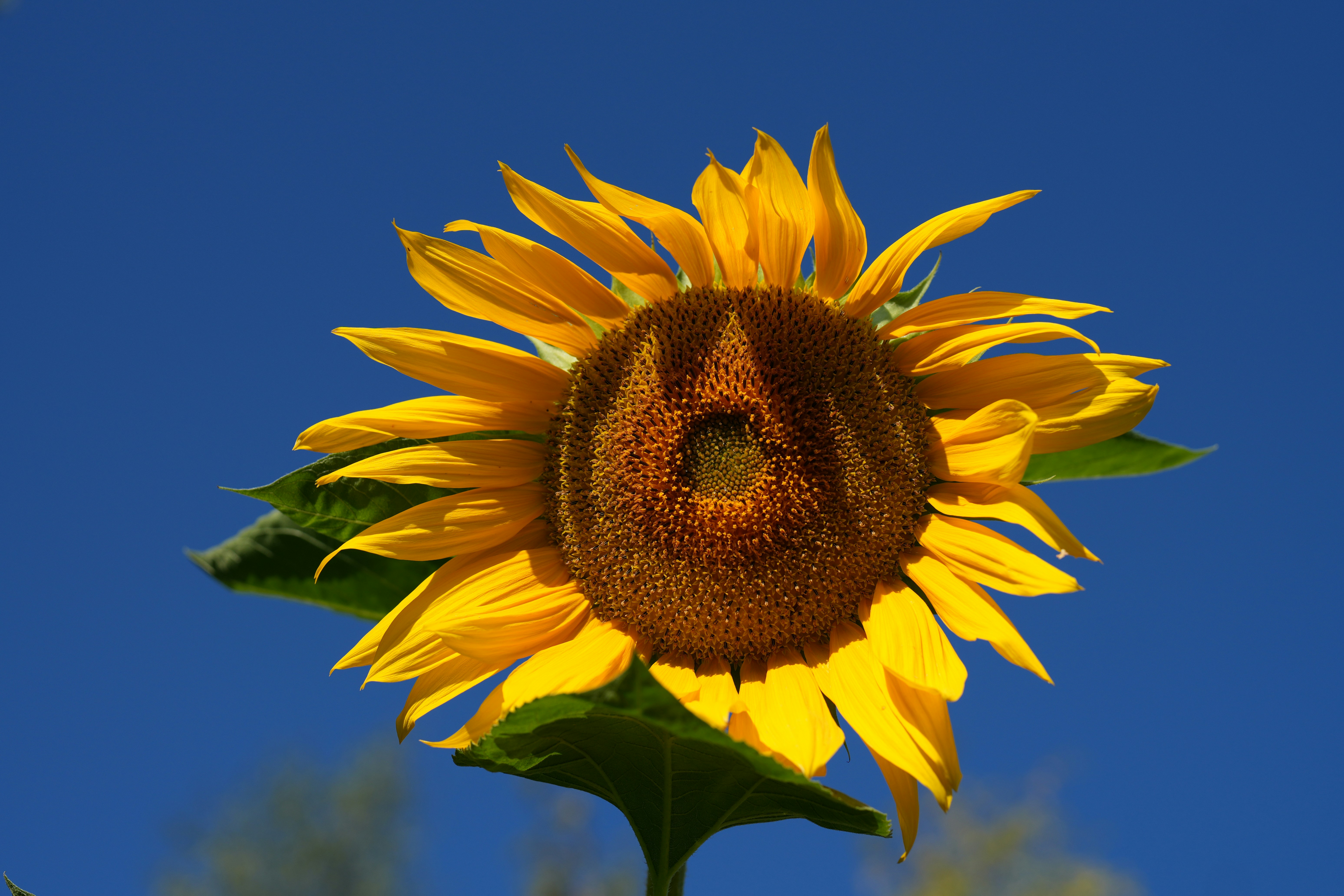 Sunlit Center: A Bold Sunflower Reaches Toward the Blue