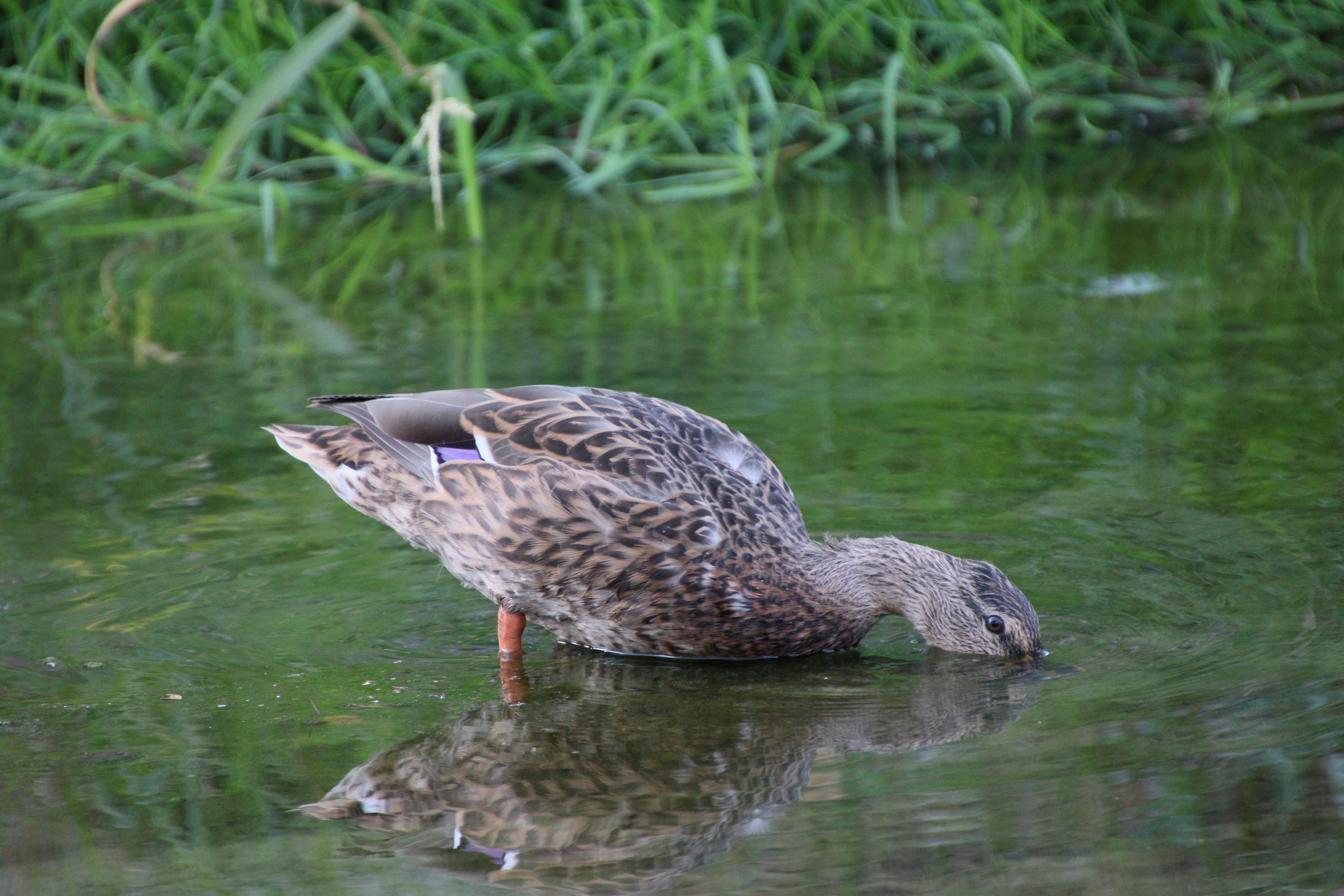 River-side Dab: A Grey Duck Hoards Its Reflection