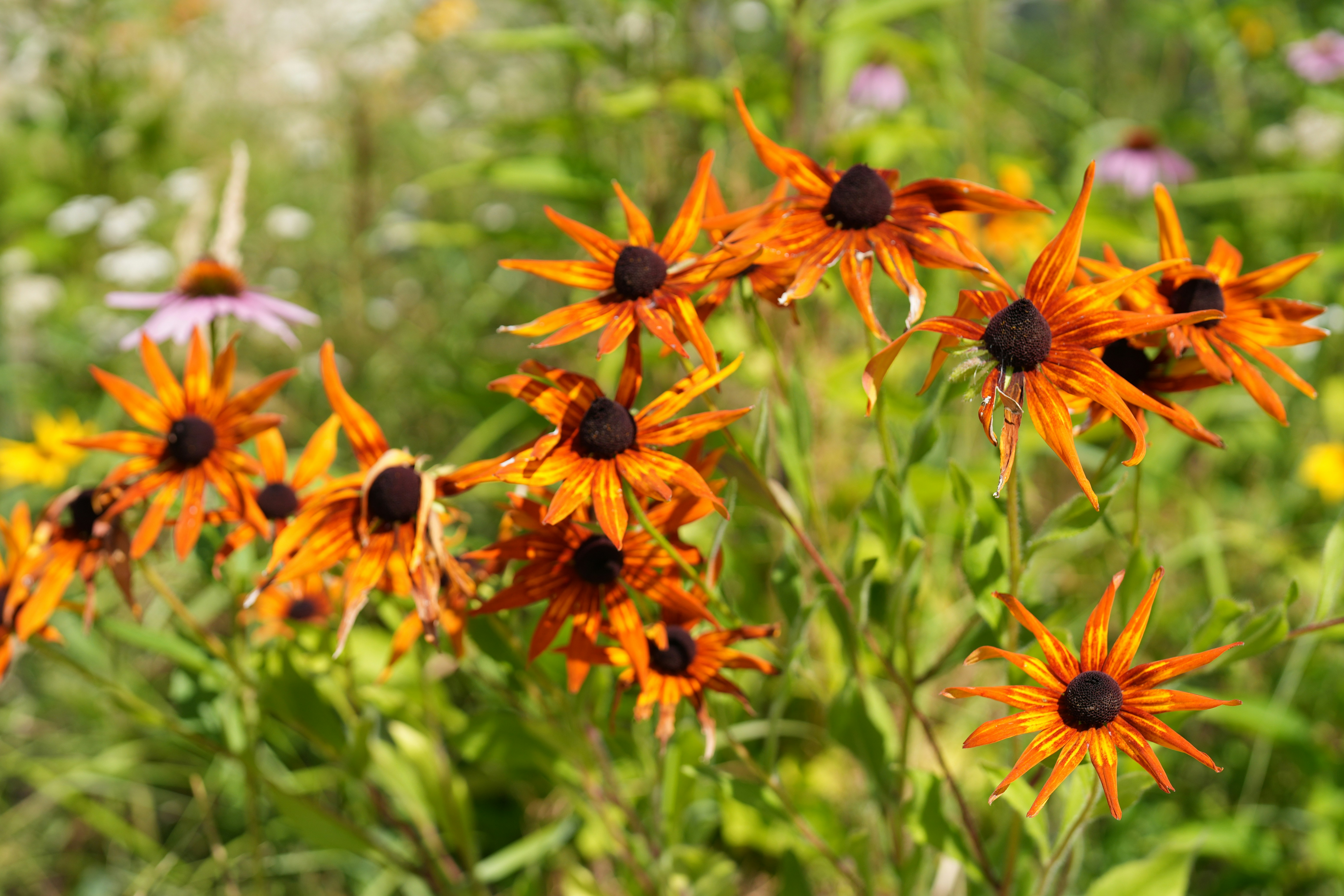 Sunlit Orange Daisies in a Lively Meadow