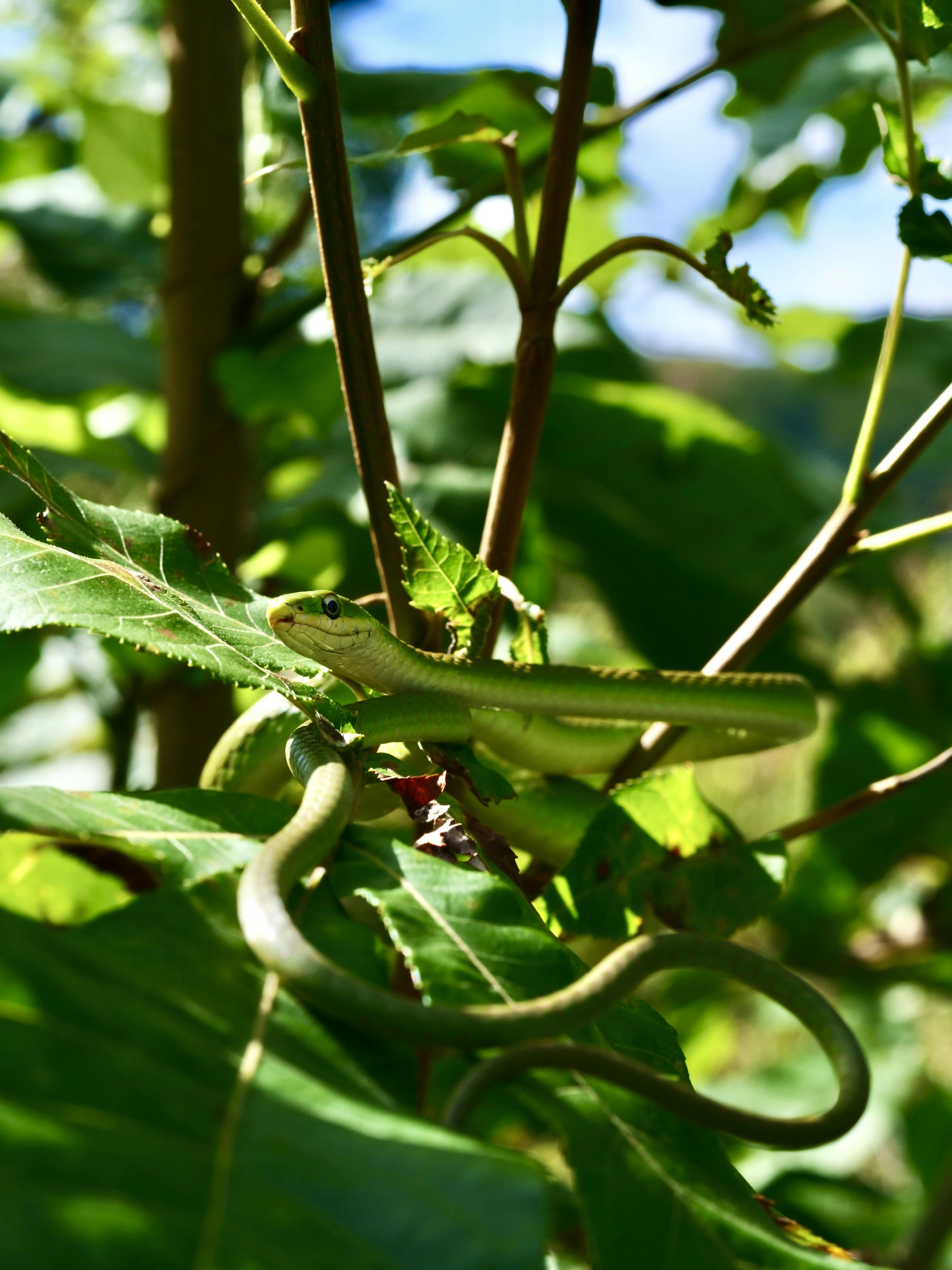 Coiled Sentinel: Green Snake Amid Sunlit Leaves