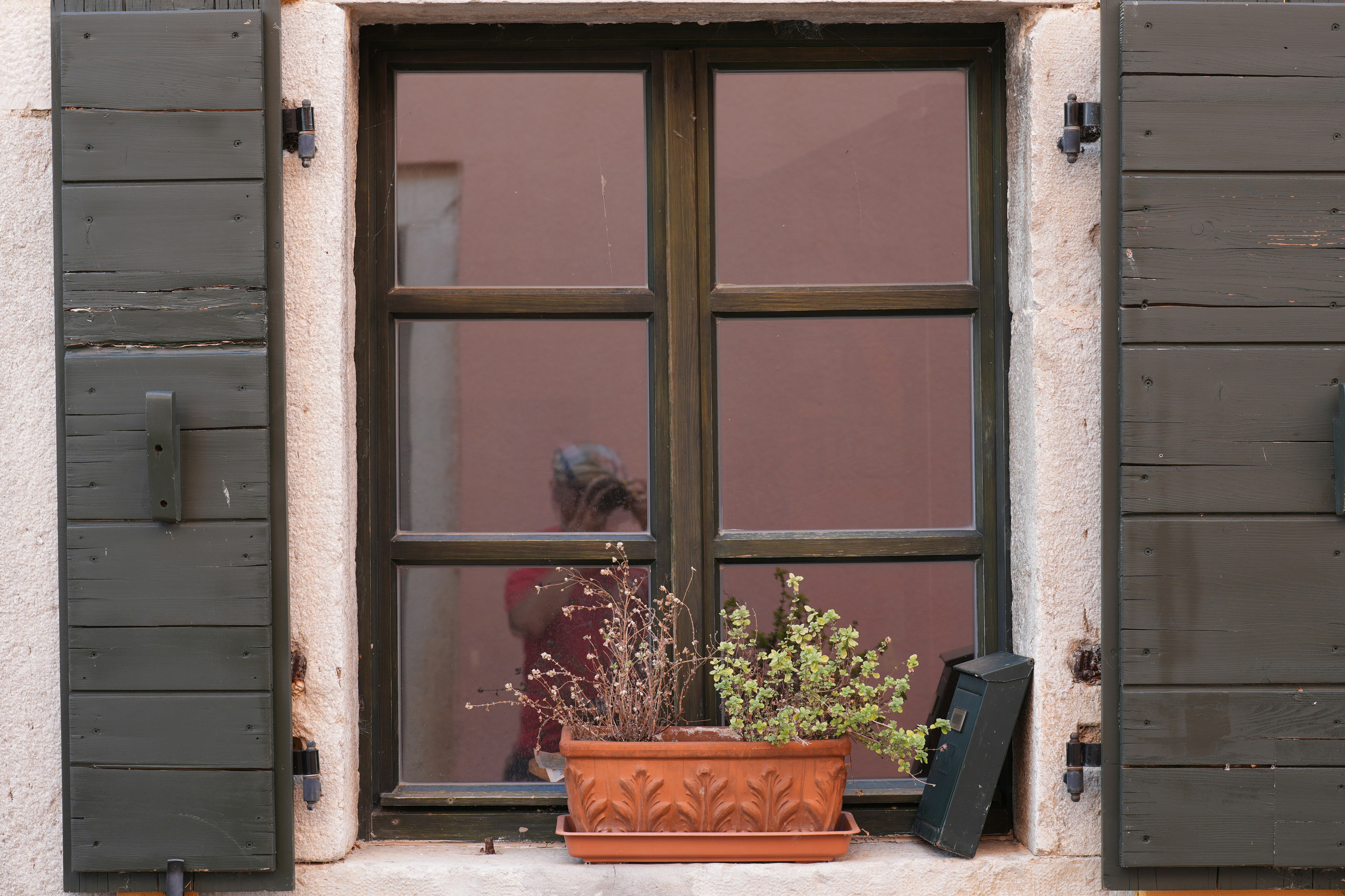 Window Box Quietude: Ferns and Flowers Framed by Shuttered Sill