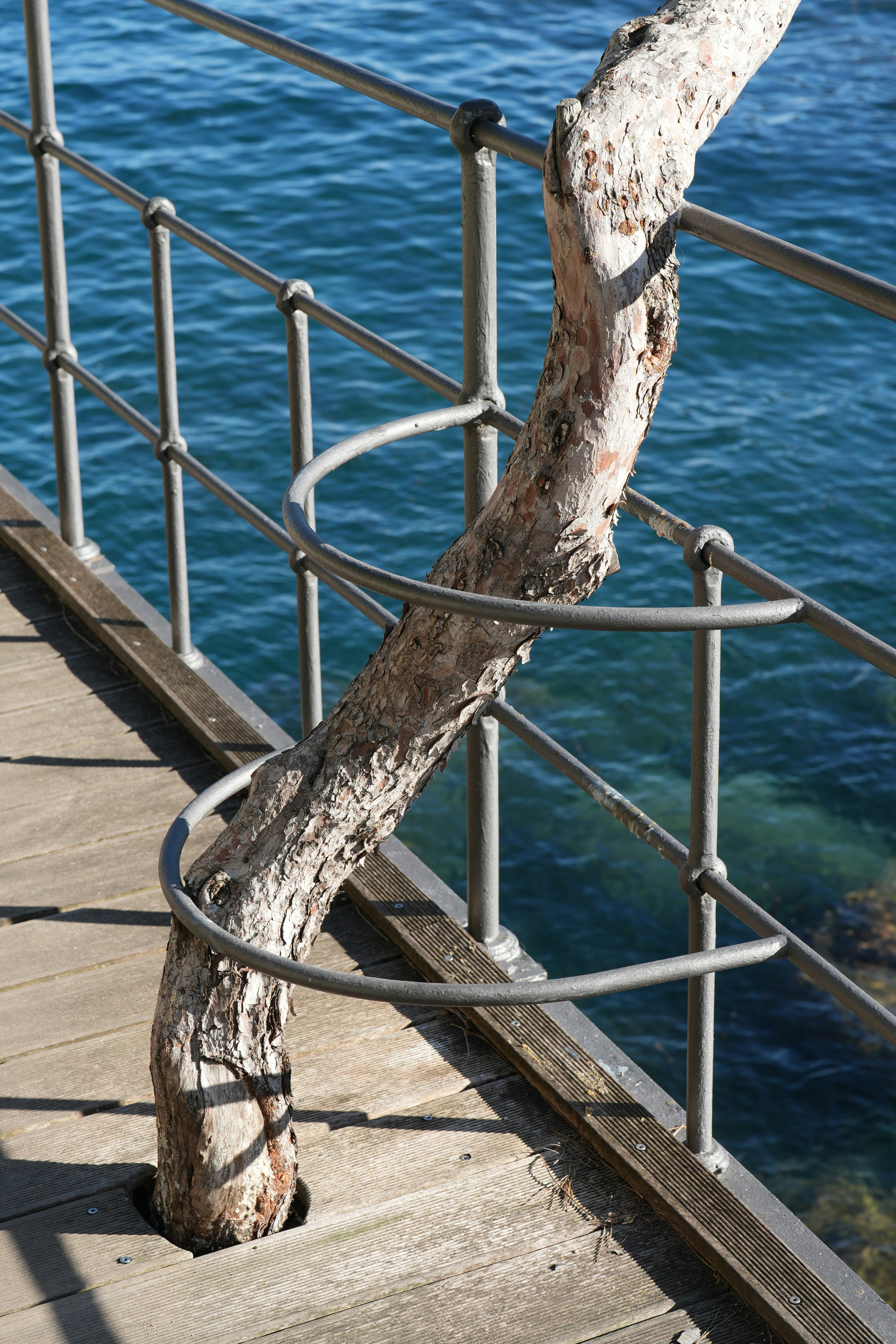 Curved Tree Veil on the Wooden Pier Over Turquoise Water