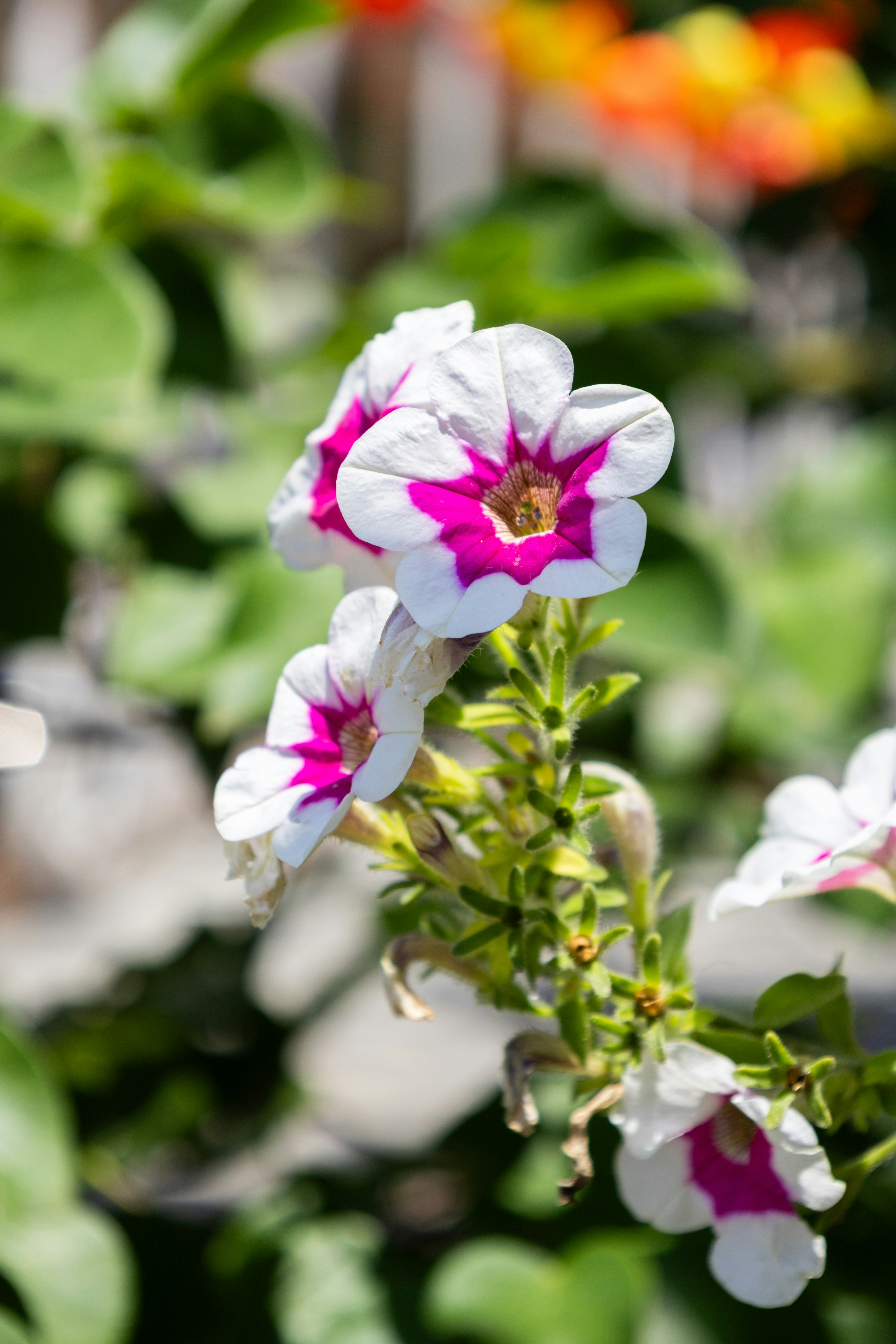 Vivid white petals with magenta centers bloom in the foreground against a blurred garden backdrop. A close-up macro-style shot focusing on the flower cluster’s color and form.