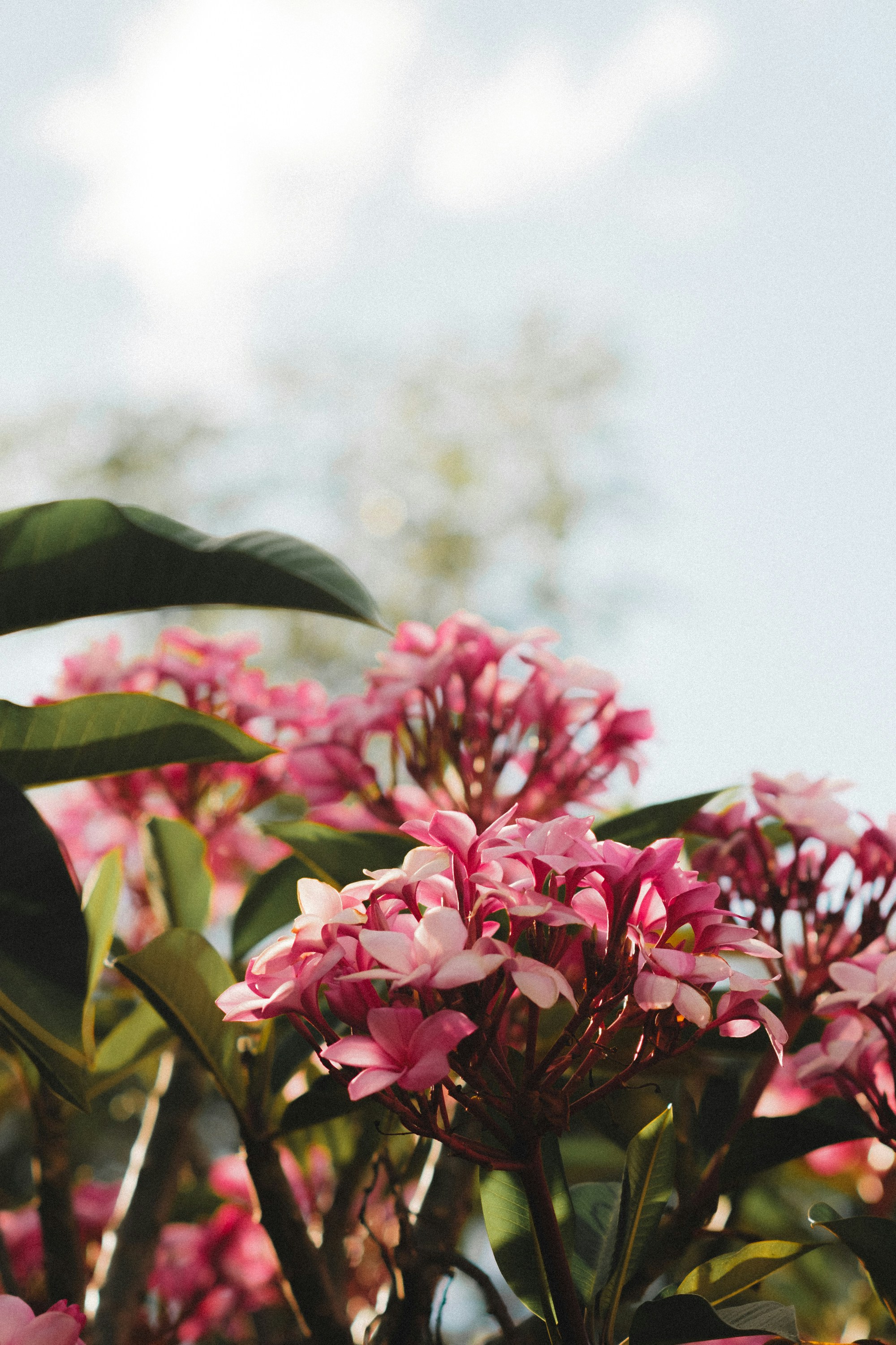 Blooming clusters in sunlight: pink plumeria against a soft sky backdrop